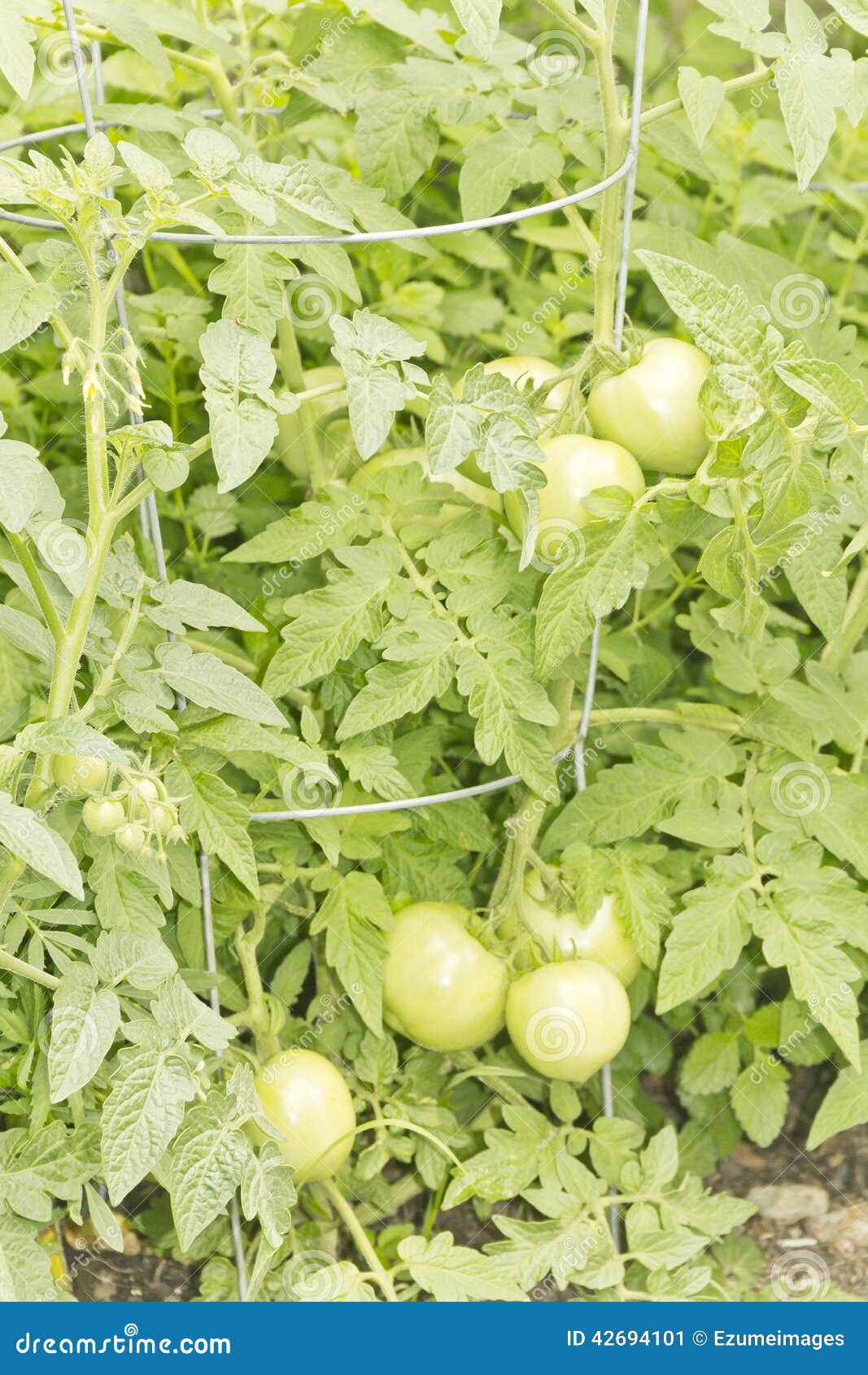 Unripened Tomatoes stock image. Image of grow, plant - 42694101