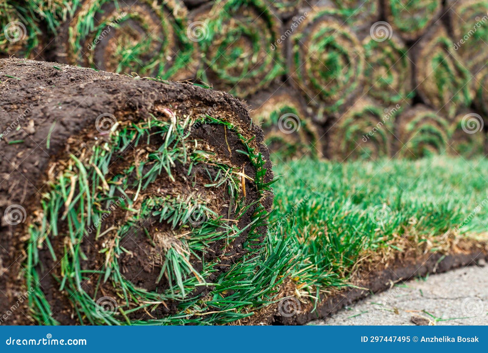 Unrolled Roll of Lawn on the Background of a Stack of Other Rolls Stock ...