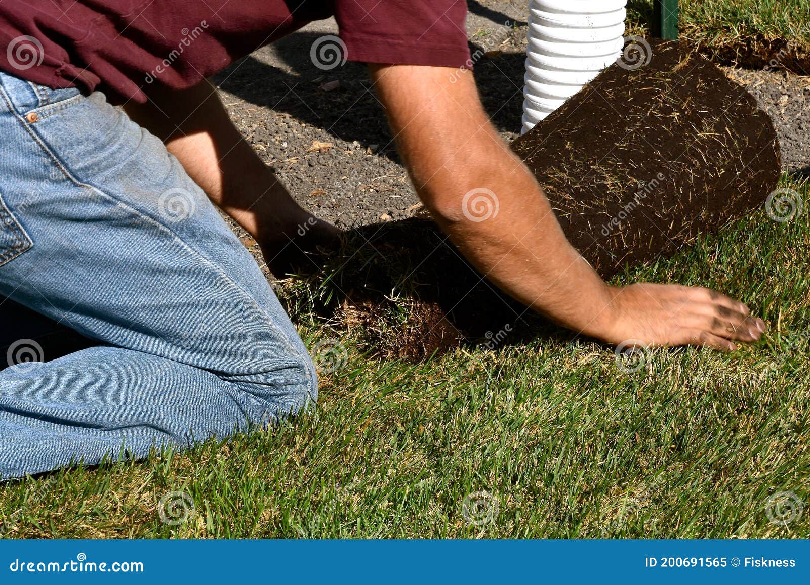 Unrolling Rolls of Sod in a Yard Stock Image - Image of horticulture ...