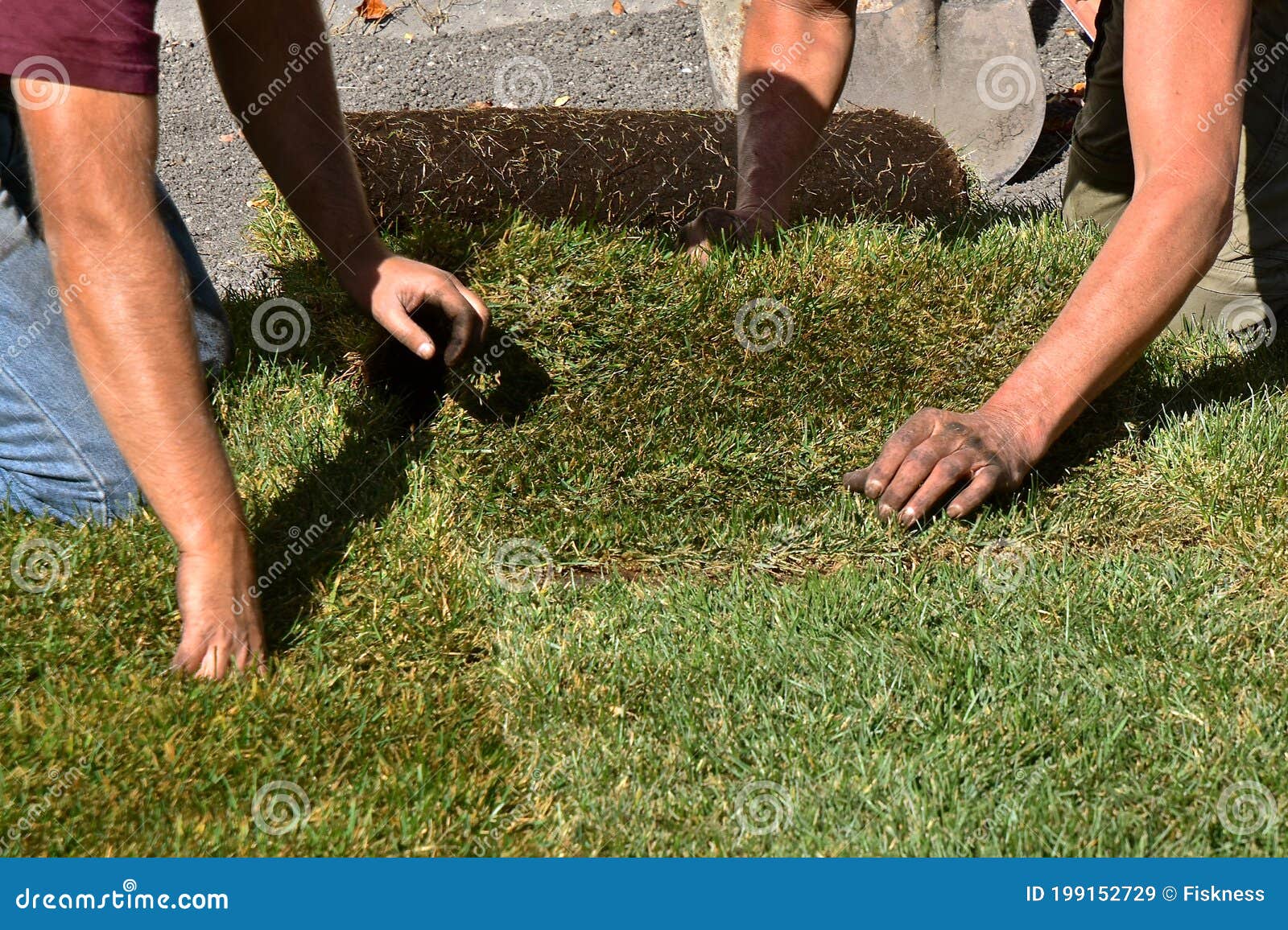 Unrolling a Sod Roll and Positioning by Four Hands Stock Image - Image ...