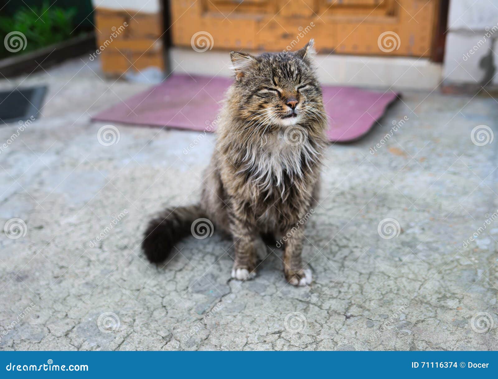 Unruffled wild cat stock photo. Image of dishevelled - 71116374