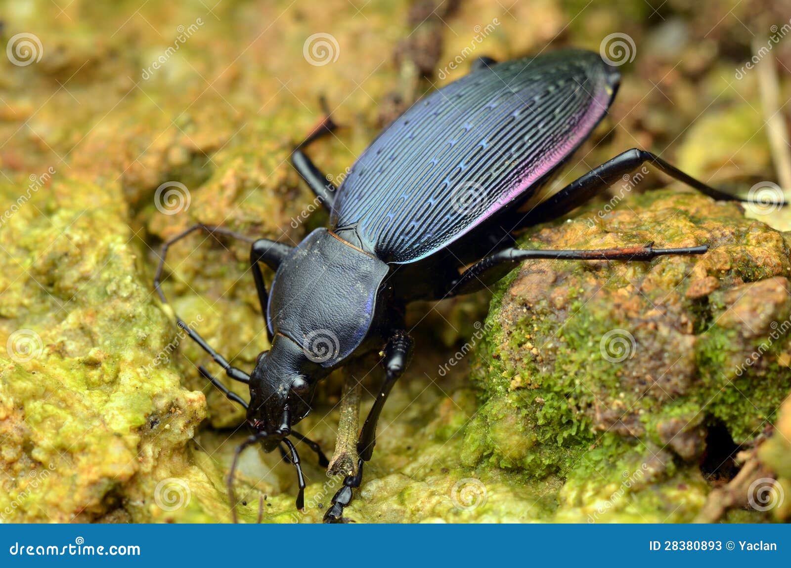 Uns coleópteros da etapa imagem de stock. Imagem de animal - 28380893