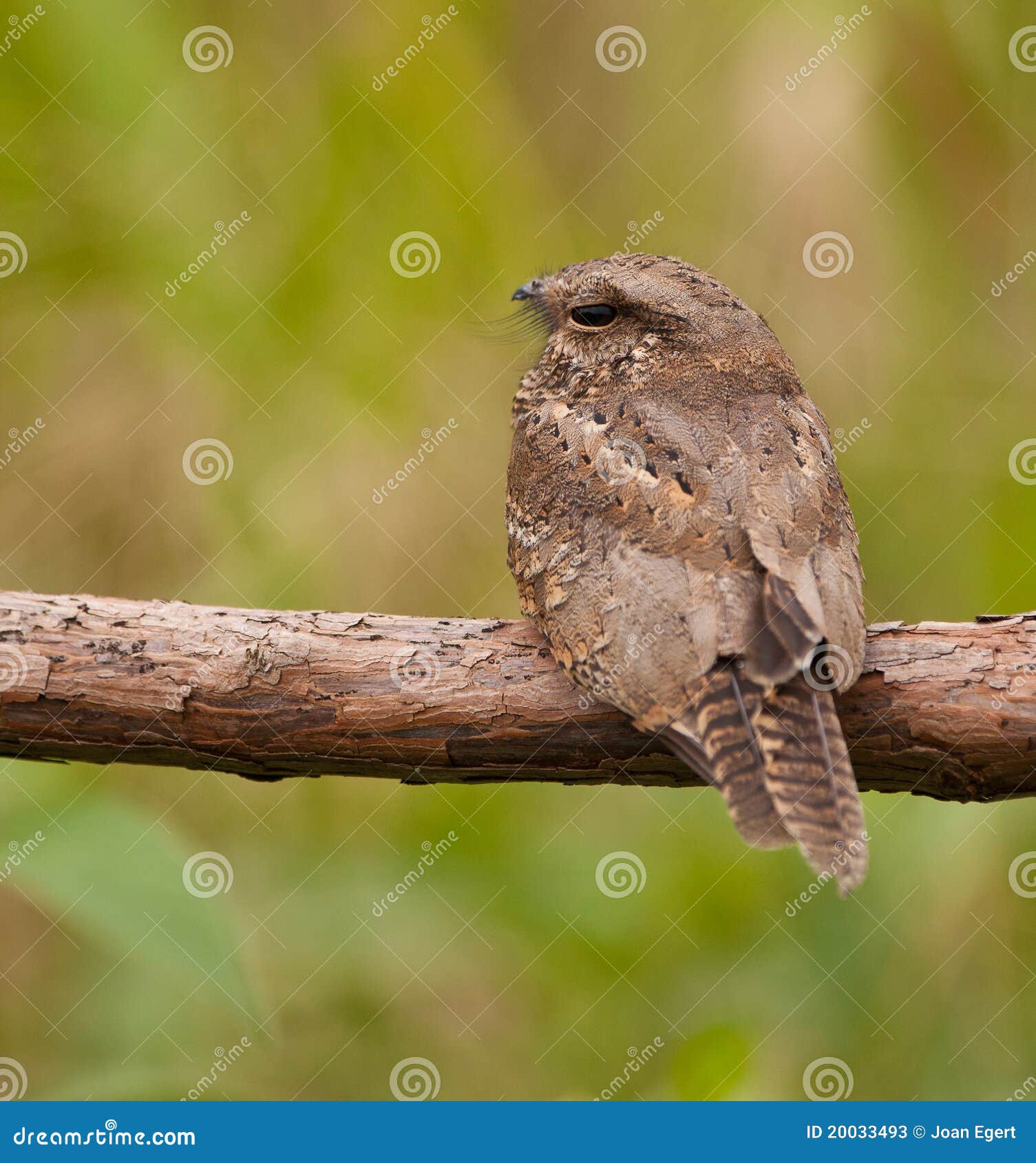 Nightjar Stock Photo | CartoonDealer.com #22666776