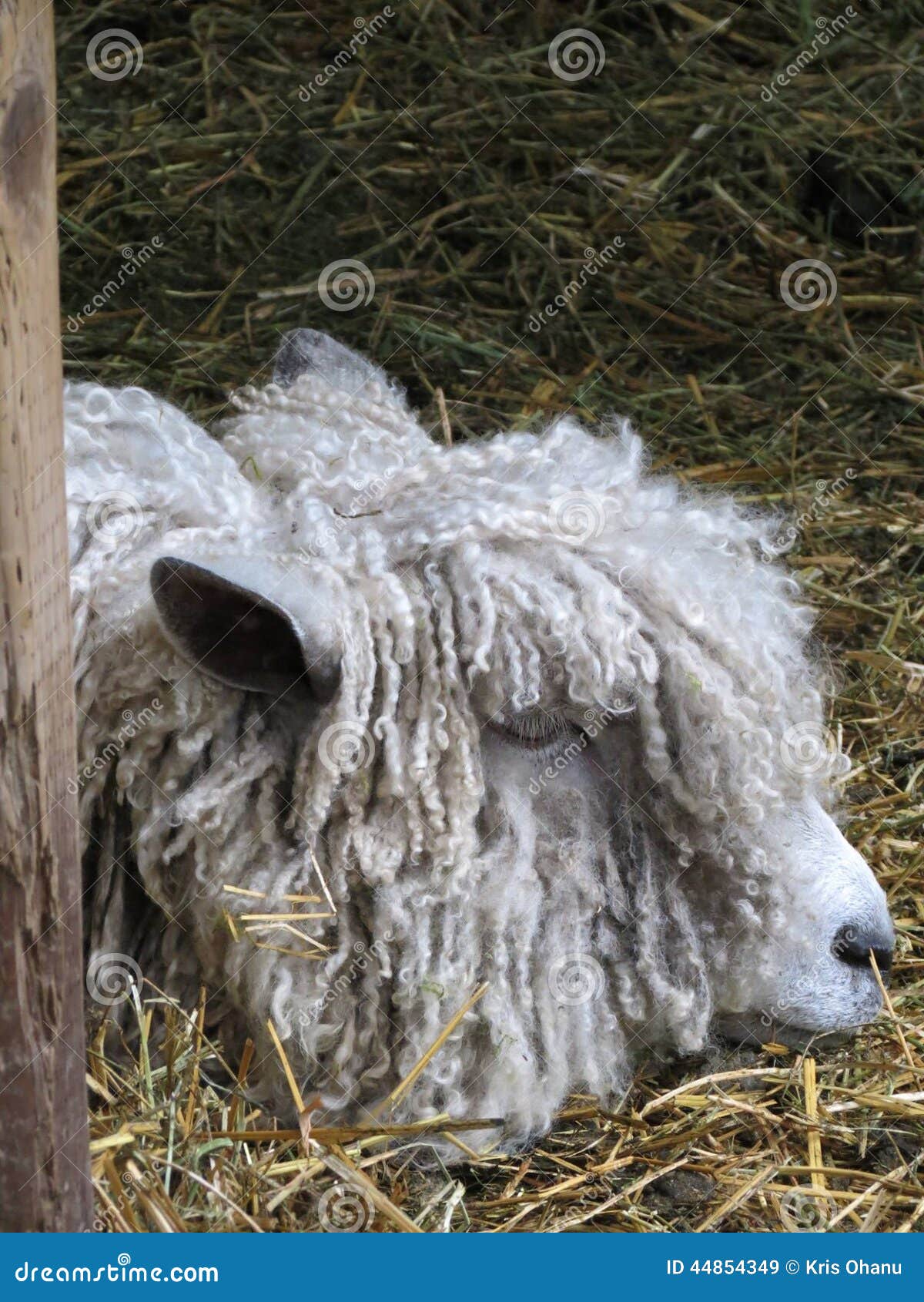 Unsheared Rest stock image. Image of long, locks, rest - 44854349
