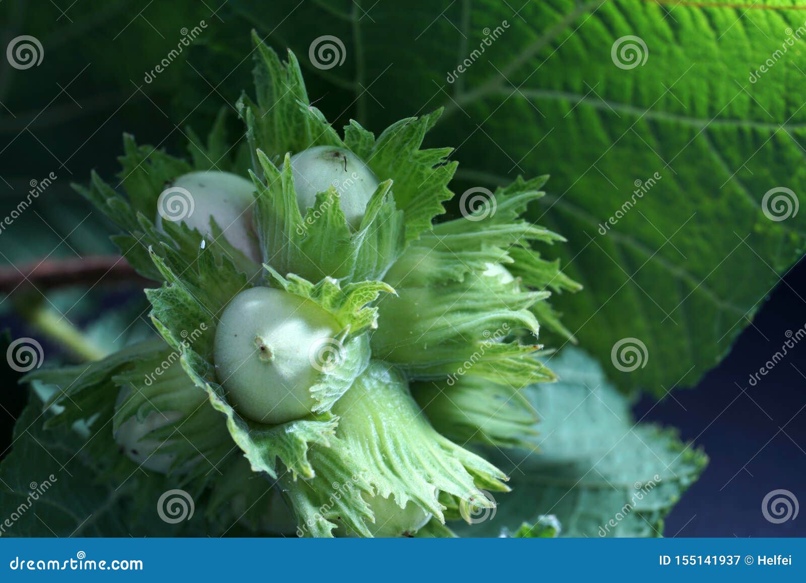 Unshelled Hazelnuts Still Need a Few Weeks To Eat Stock Image - Image ...