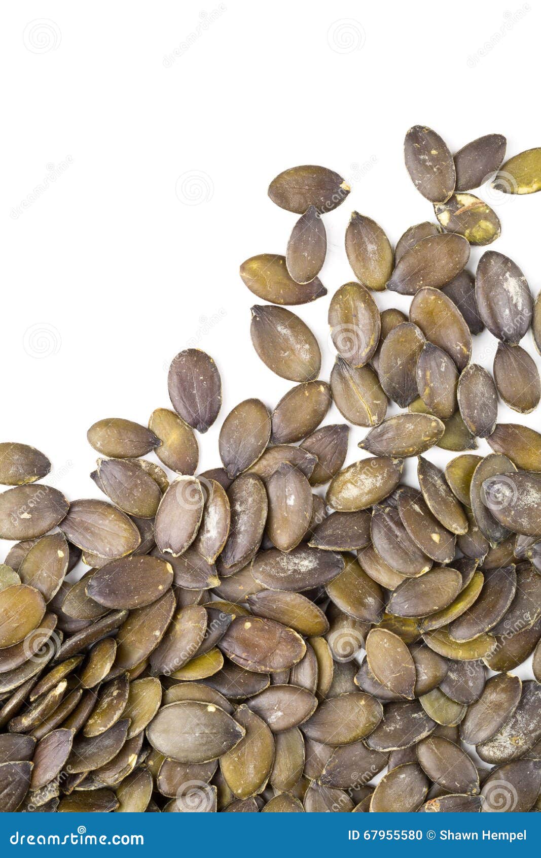 Unshelled Pumpkin Seeds Border Stock Photo - Image of pumpkin, isolated ...