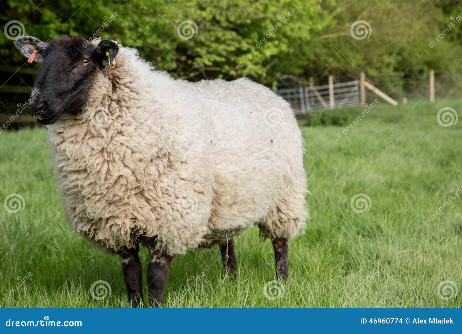An Unshorn Sheep in a Field Stock Photo - Image of pasture, grass: 46960774