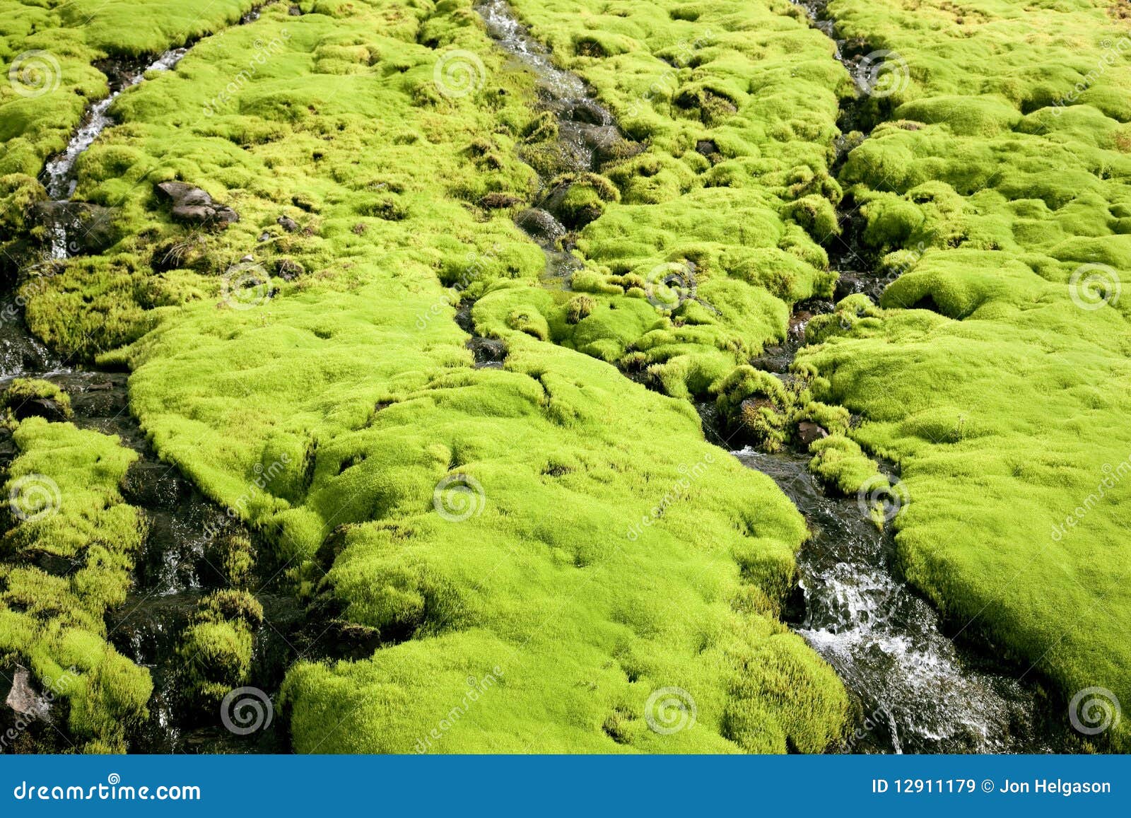 Unspoiled nature stock image. Image of creek, detail - 12911179