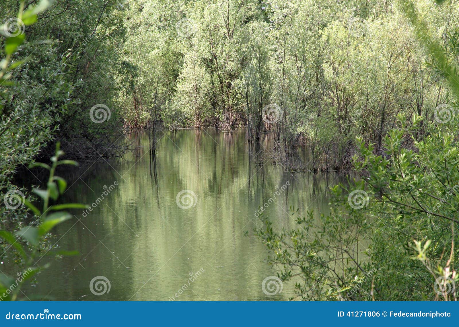 Unspoilt Environment with the Swamp and Marsh Plants 3 Stock Photo ...