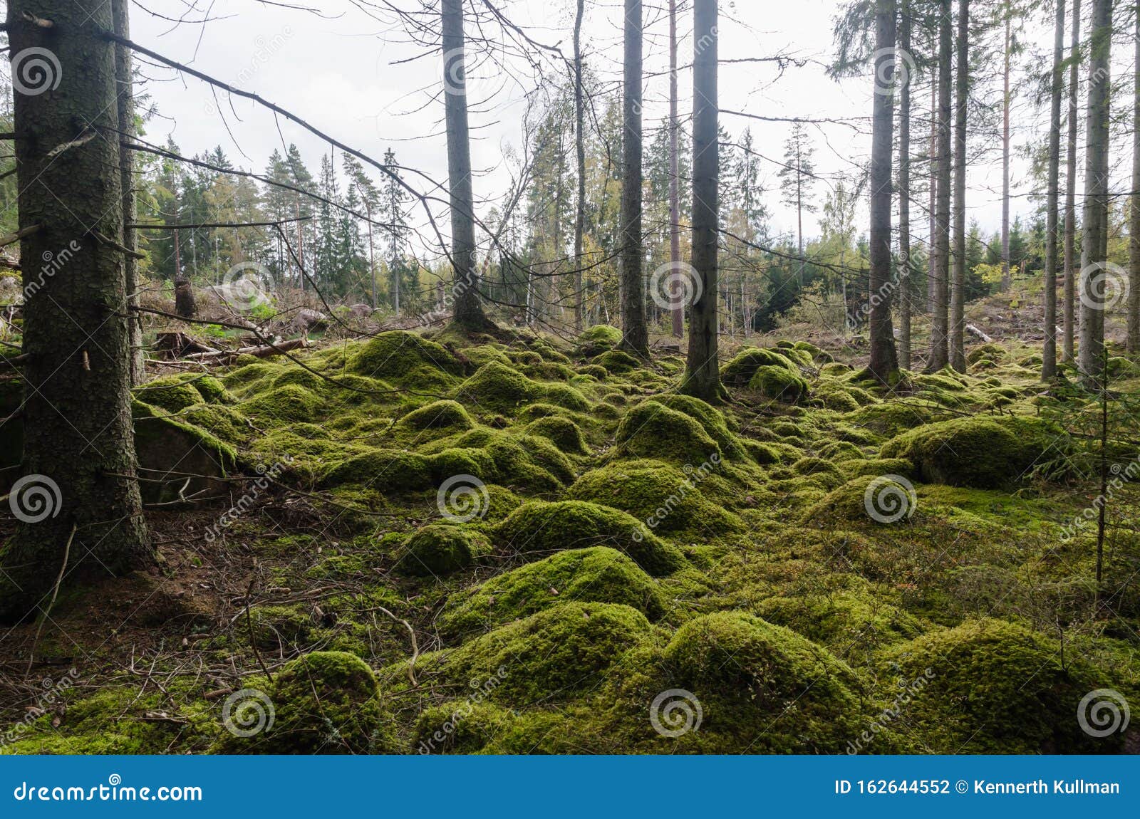 Unspoilt Moss Covered Forest Floor Stock Photo - Image of nature, mossy ...
