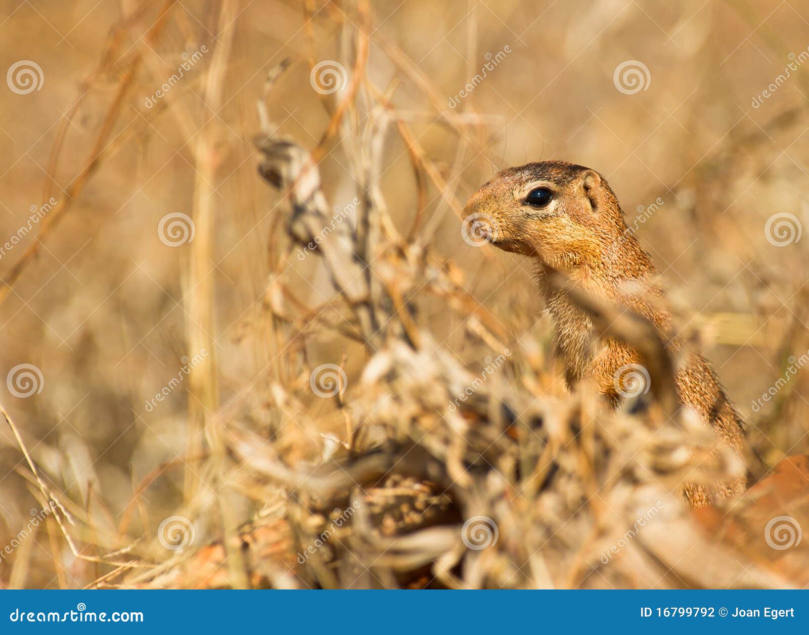 The Unstripped Ground Squirrel Stock Photo - Image of ears, animal ...