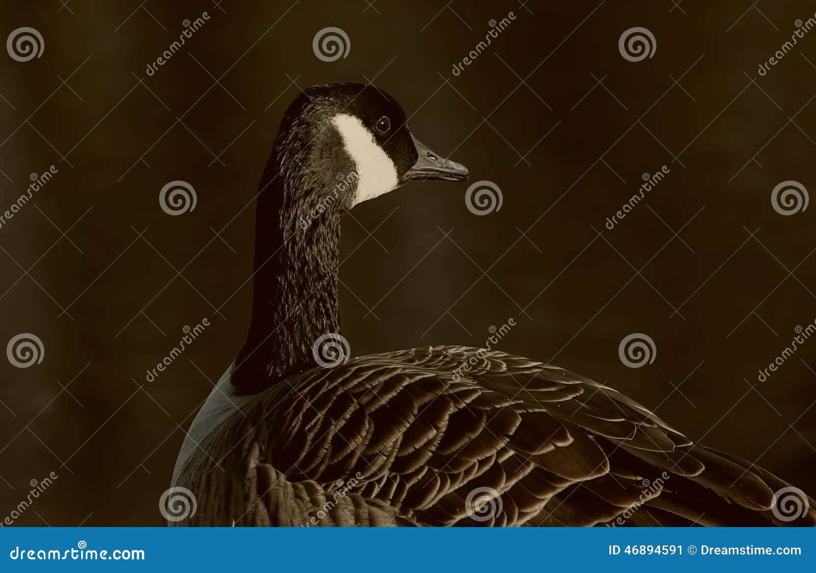 Unsuspecting stock image. Image of unsuspecting, goose - 46894591