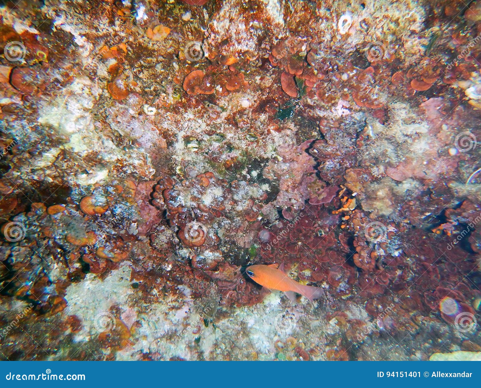 Unter Dem Meer Riff Mittelmeer Stockbild - Bild von kroatien, umgebung ...