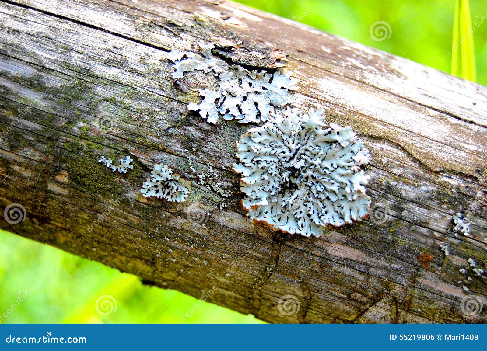 Unterschiedliches Moos Auf Dem Baum Stockfoto - Bild von grün, braun ...