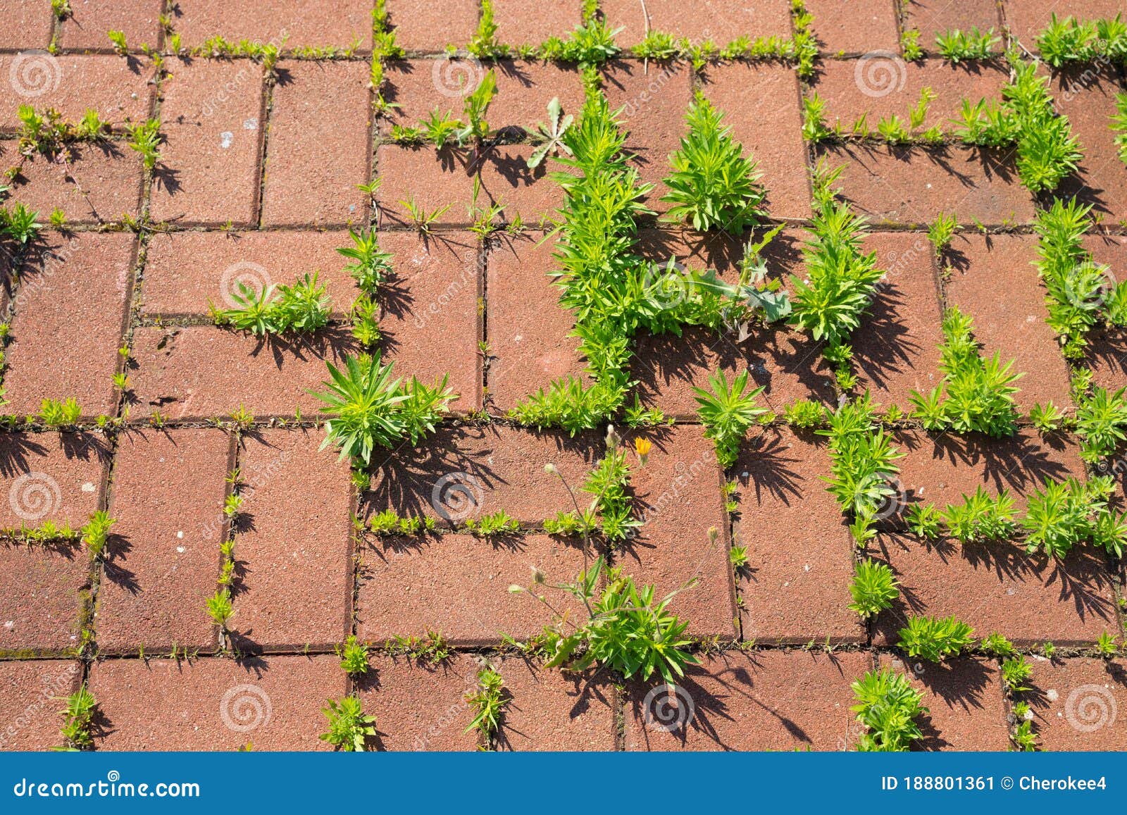 Untidy Paving Slabs Overgrown with Weeds. Stock Image - Image of nature ...