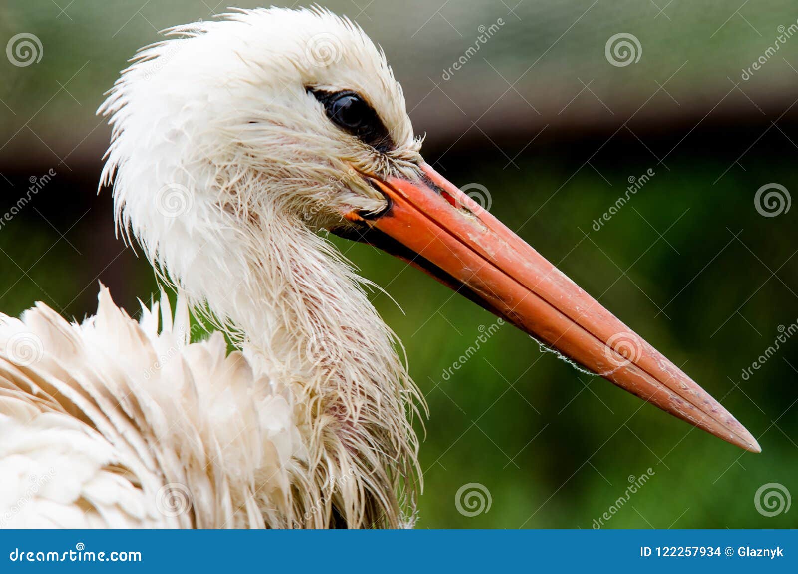 Untidy stork stock photo. Image of nature, animal, wildlife - 122257934
