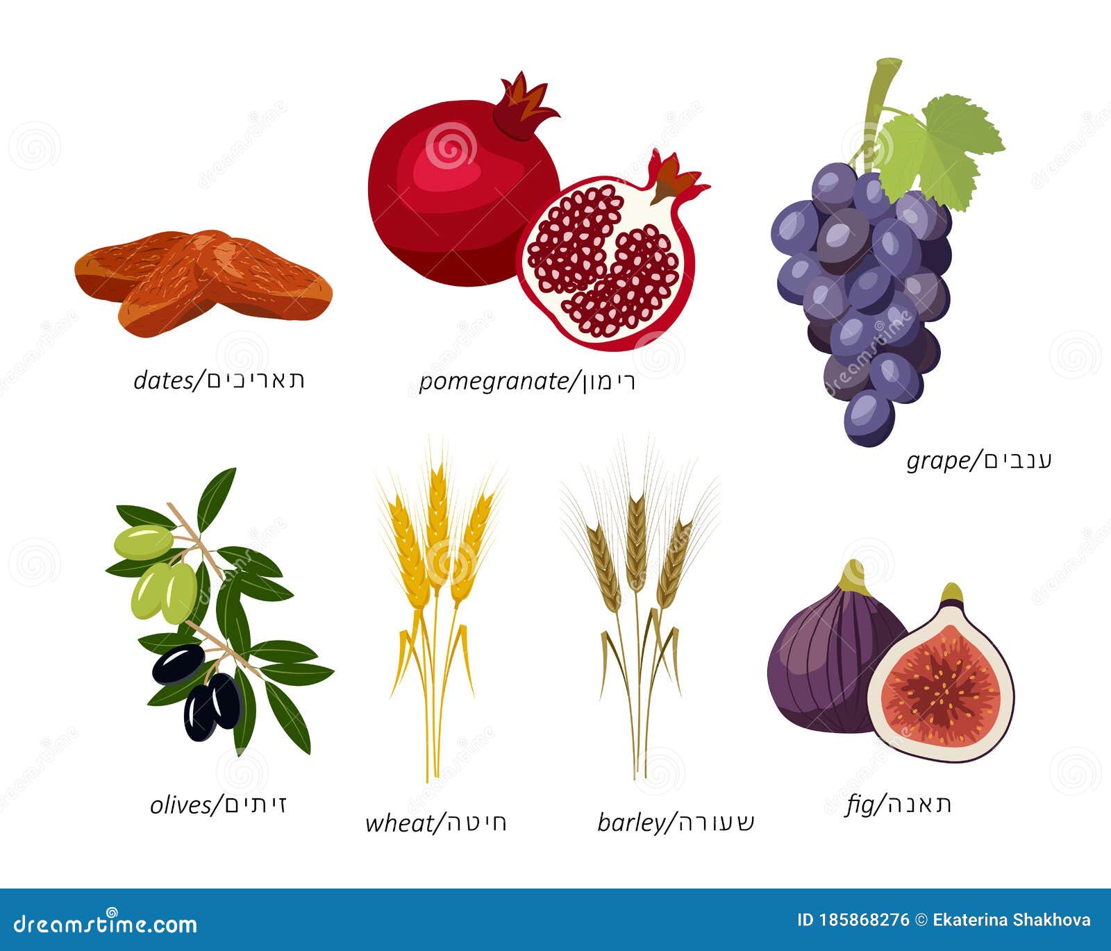 Seven species of Israel stock vector. Illustration of background ...