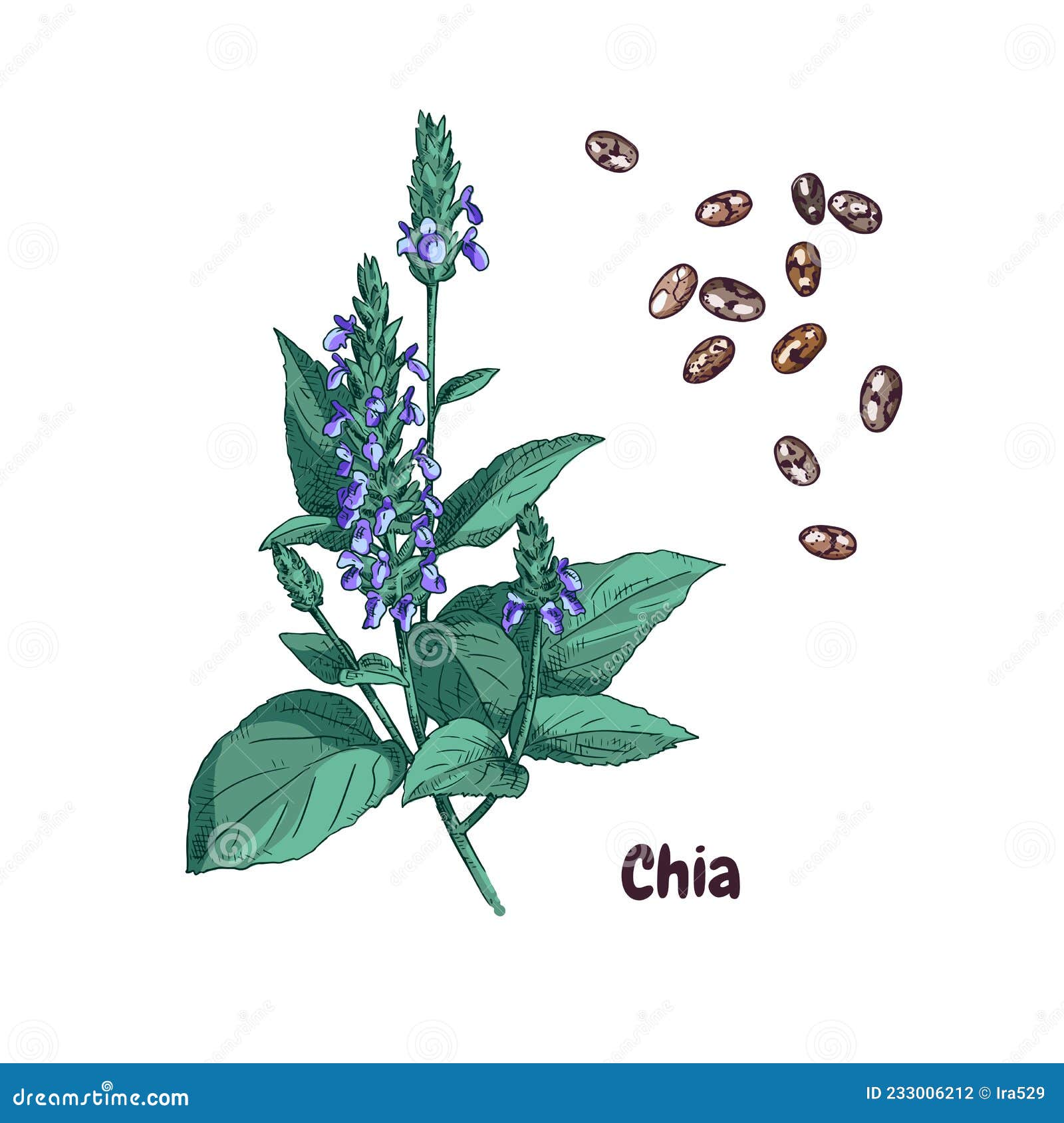 Hand Drawn Chia Plant and Seeds. Stock Vector - Illustration of flower ...