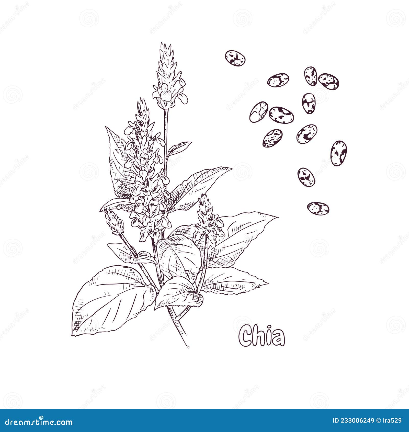 Chia Plant. Ink Black And White Doodle Drawing Cartoon Vector ...