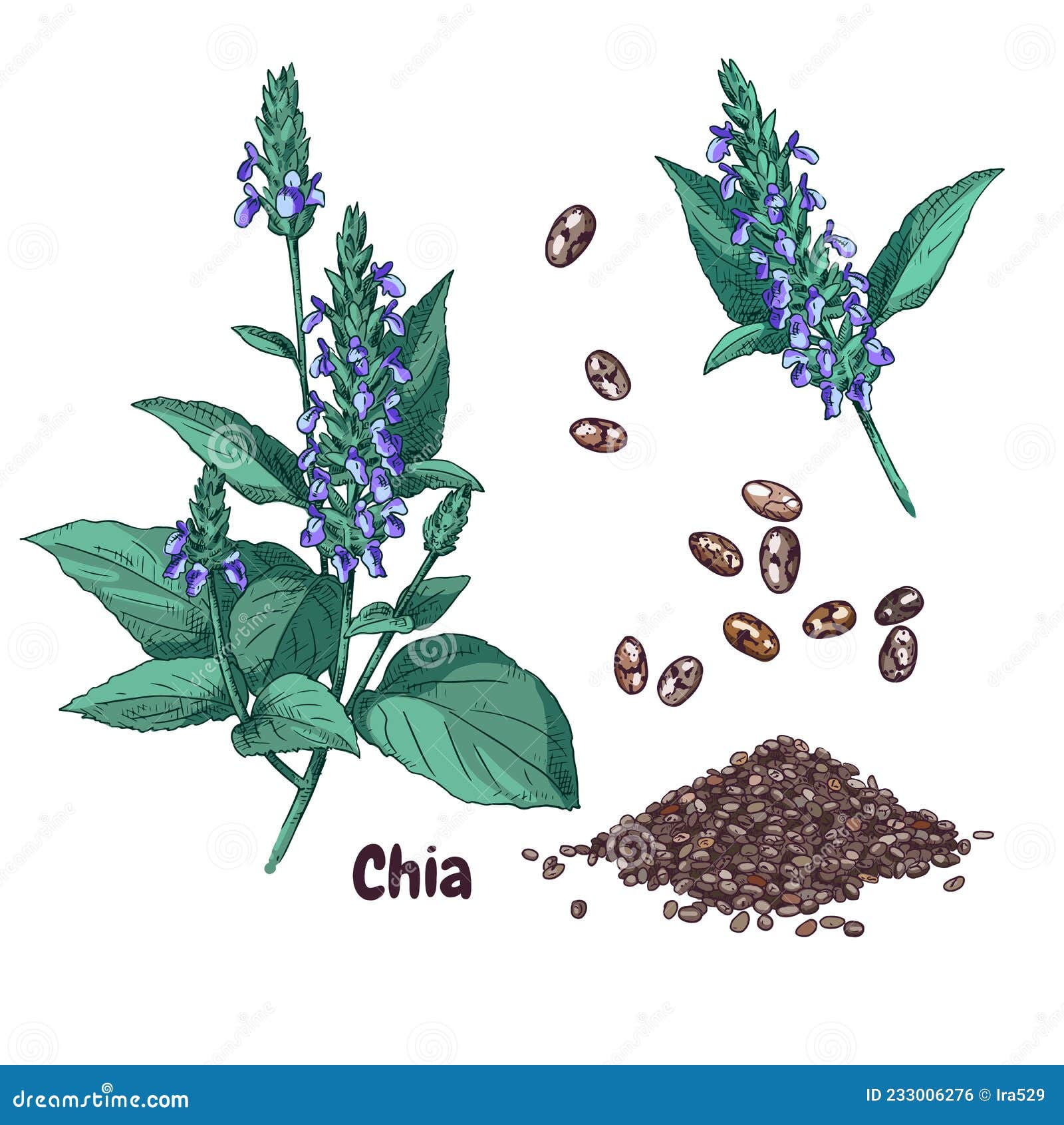 Chia Plant Superfood Drawing. Hand Drawn Illust Cartoon Vector ...