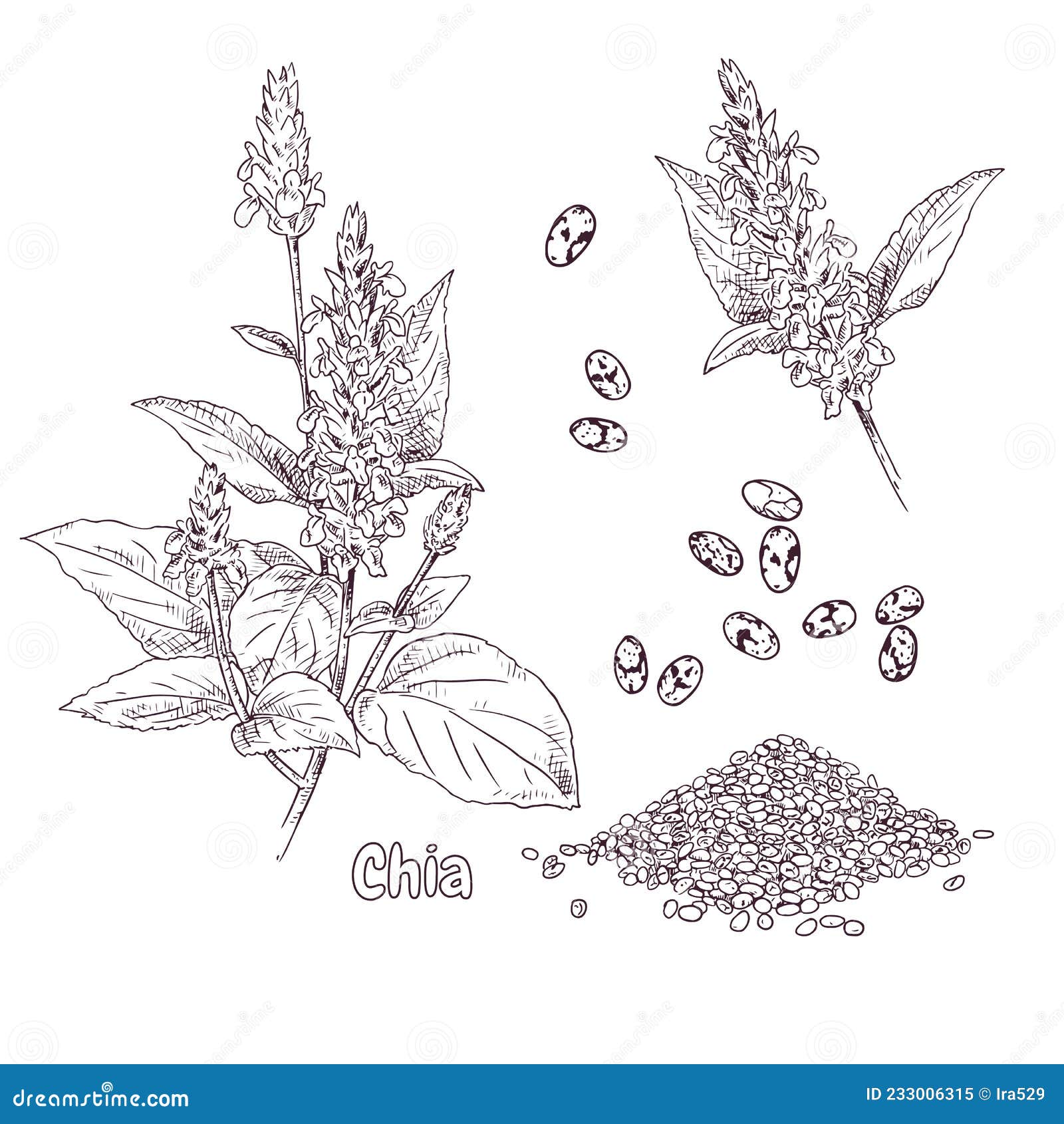 Chia Plant Superfood Drawing. Hand Drawn Illust Cartoon Vector ...