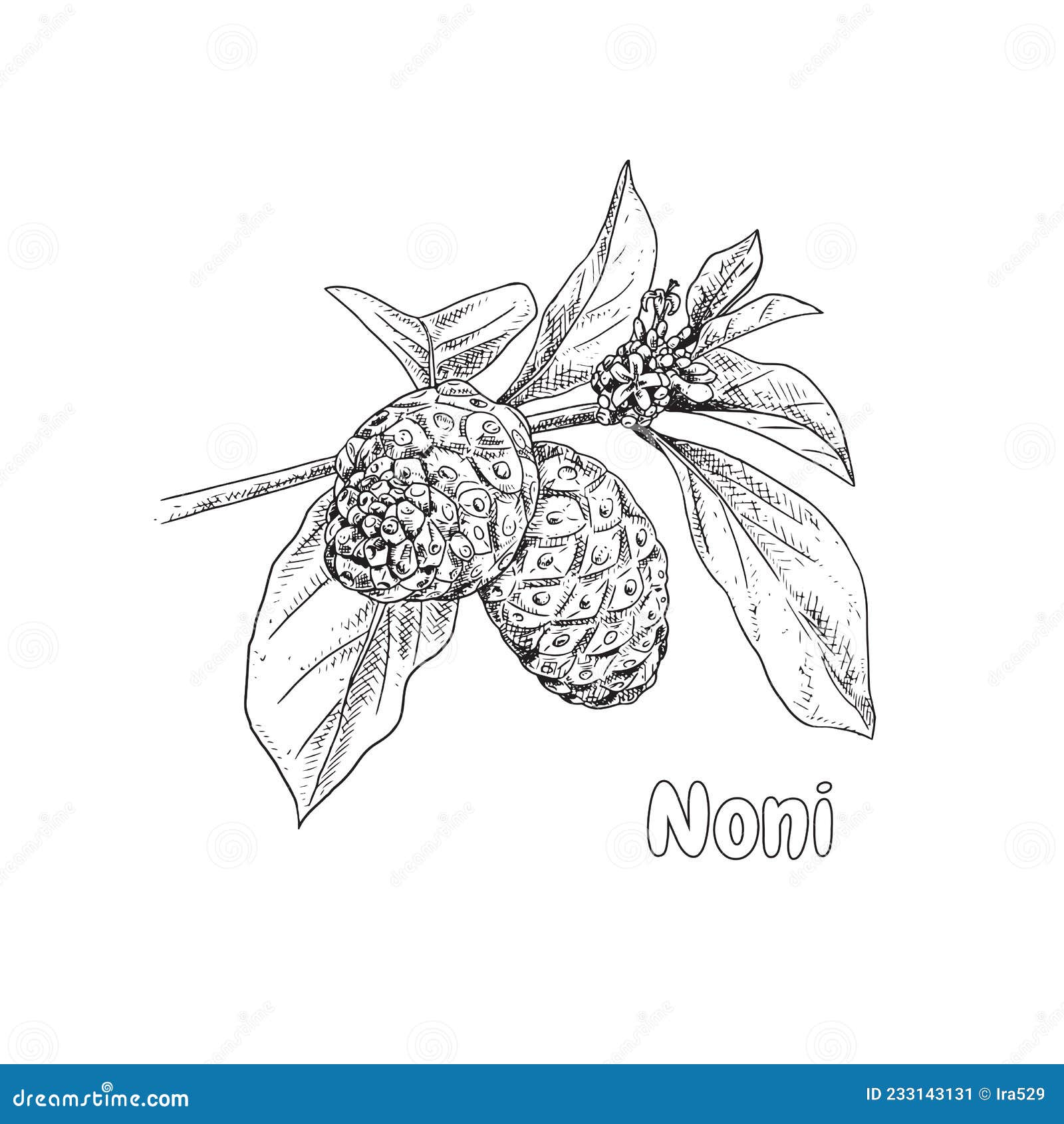 Hand Drawn Noni Branch. Superfood Stock Vector - Illustration of ...