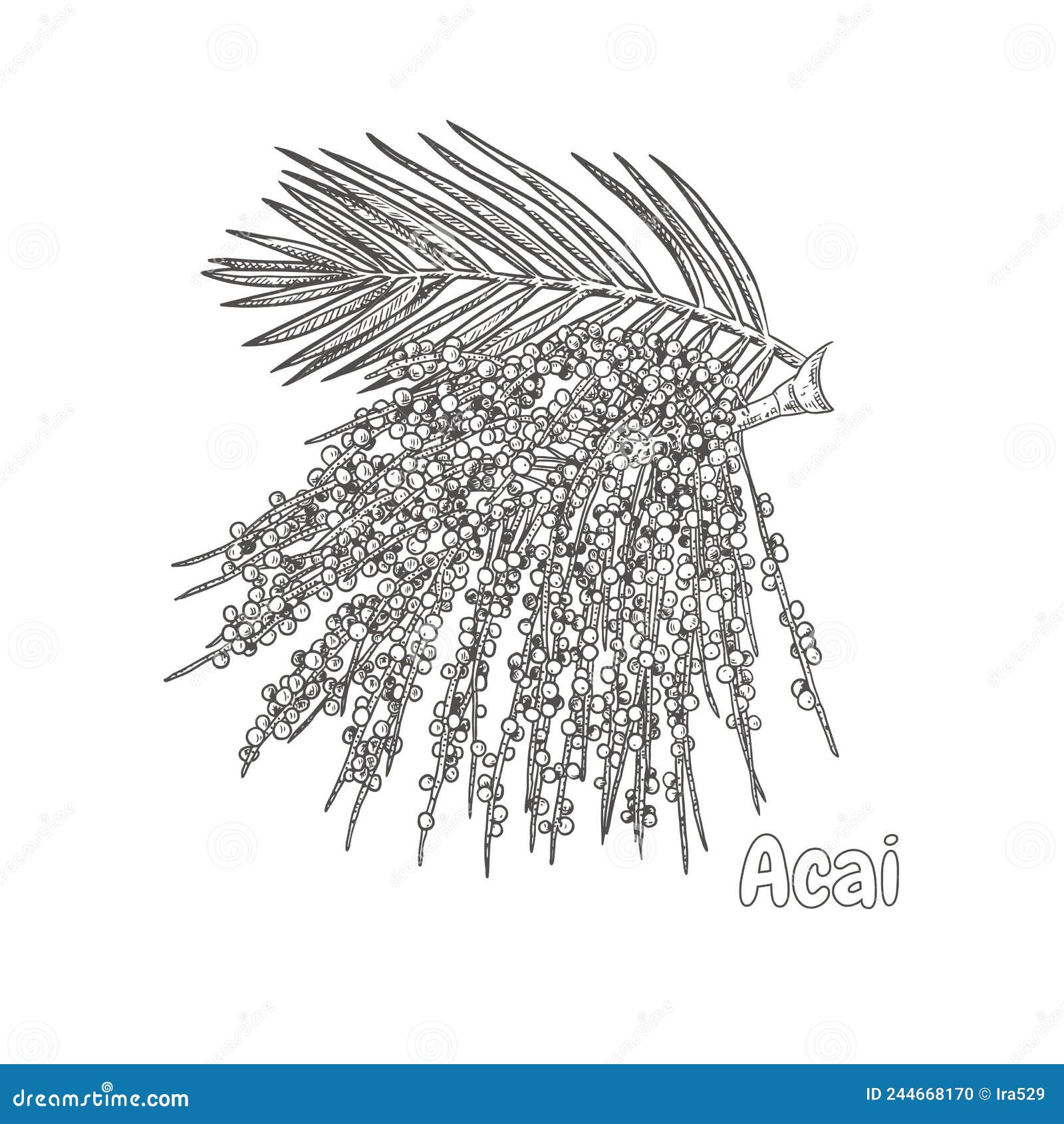 Hand Drawn Acai Palm Branch with Leaves and Berries. Superfood Stock ...