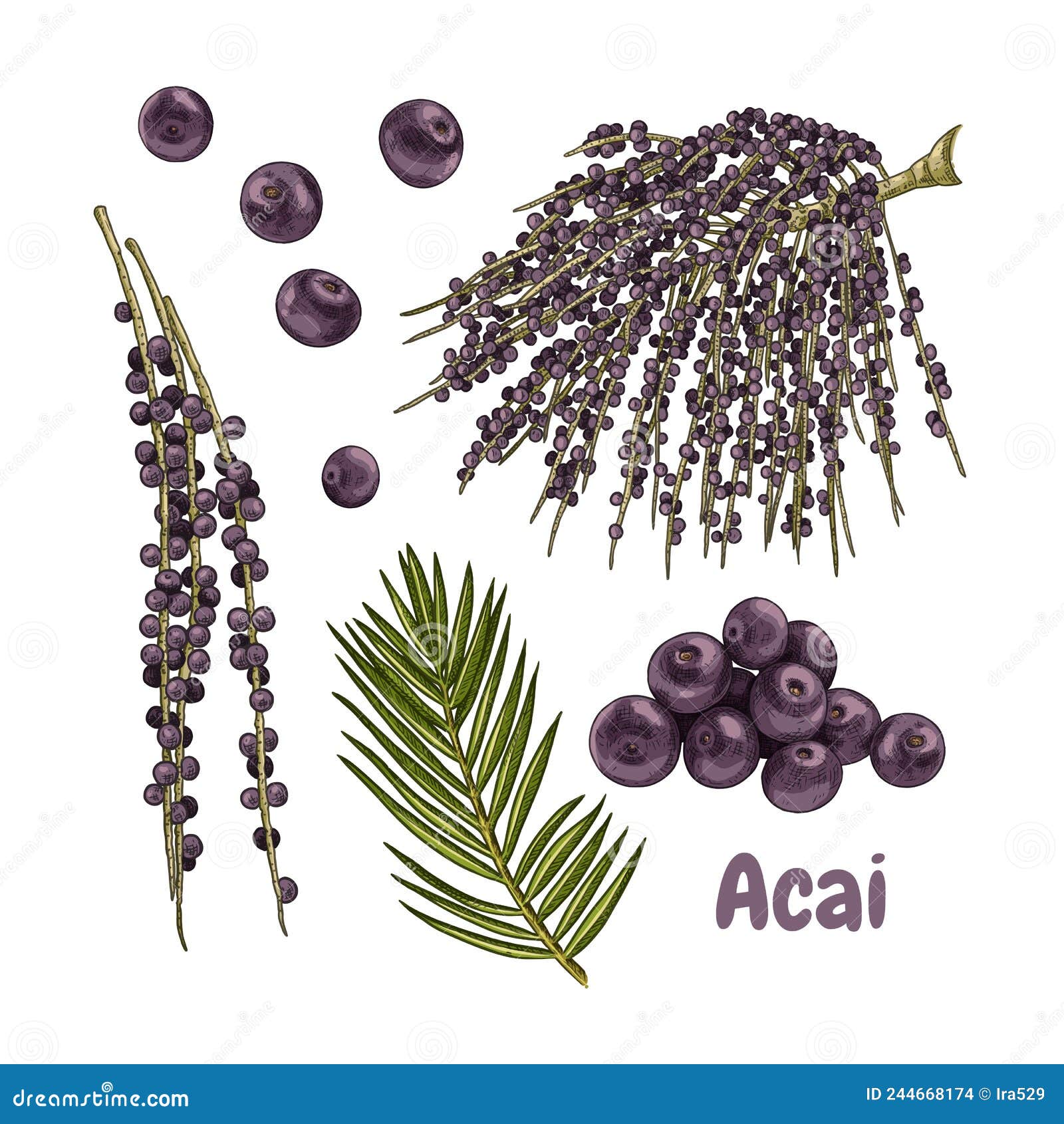 Hand Drawn Acai. Set Sketches with Acai Palm Branch, Leaves and Berries ...