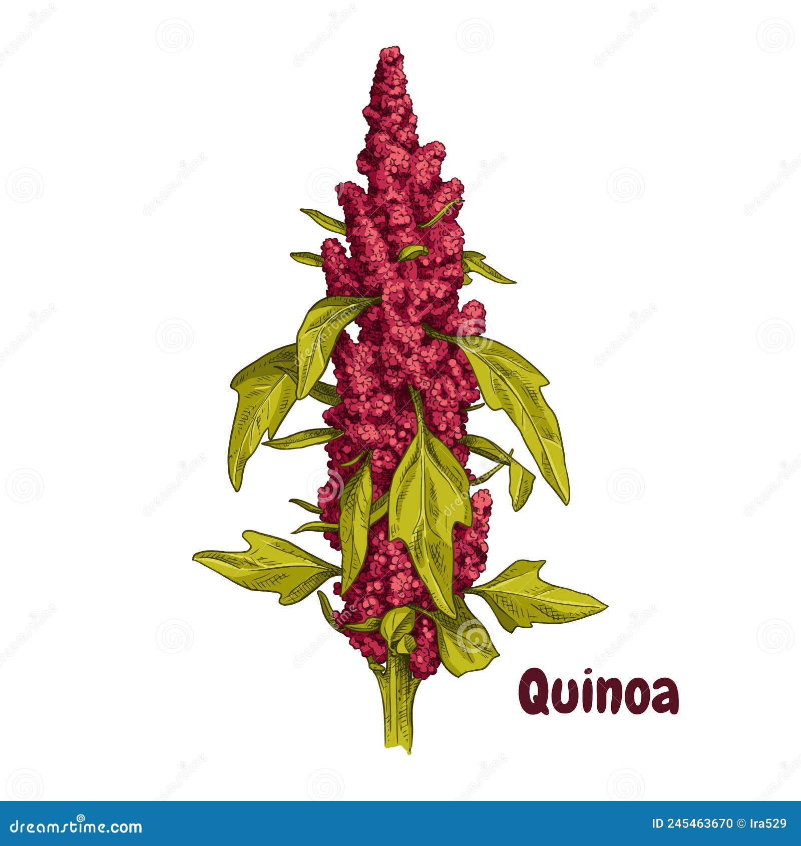 Hand Drawn Quinoa Plant with Leaves. Superfood Stock Vector ...
