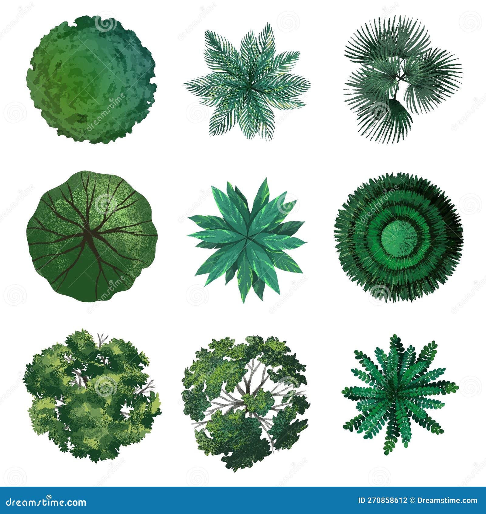 Trees Top, Plans Trees Isolated Isolated on White Background Stock ...