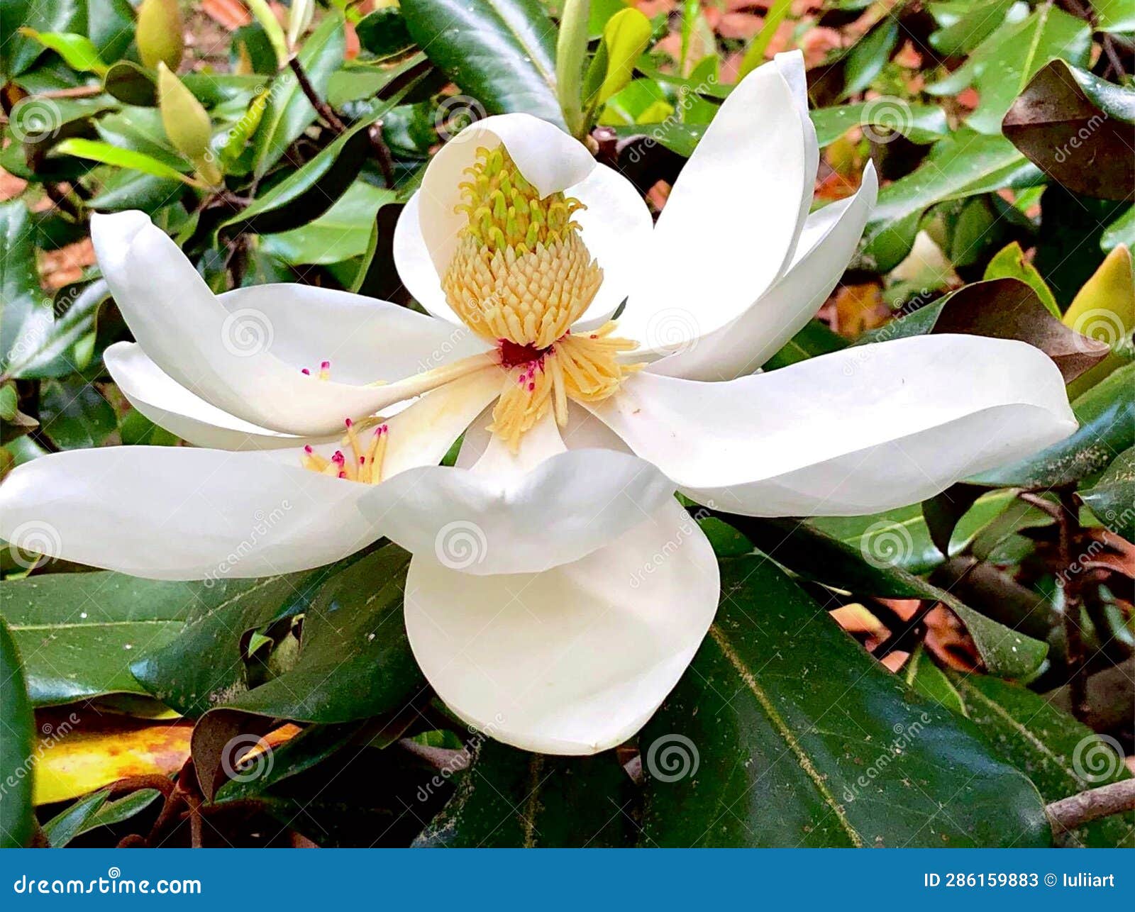 Beautiful Blooming Southern Magnolia Closeup. Big Open Flower with ...