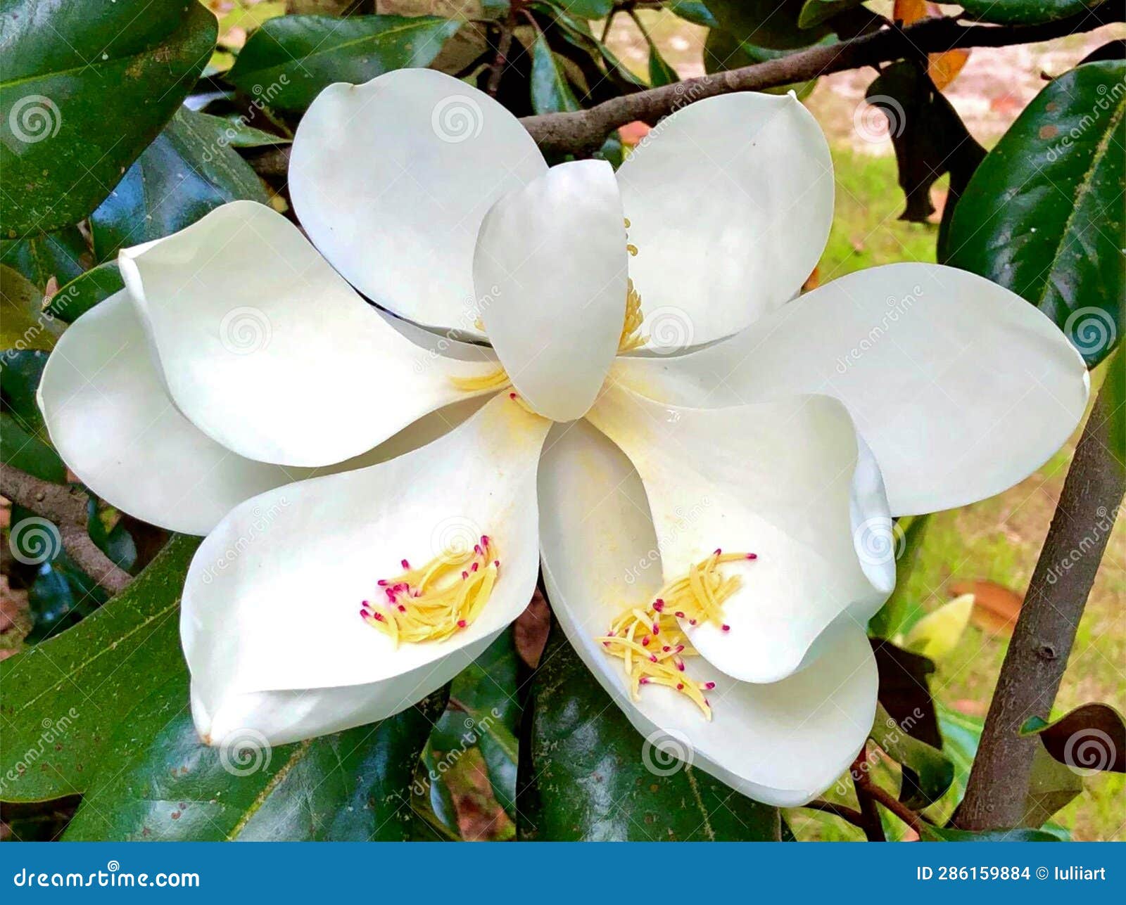 Beautiful Big Open Southern Magnolia Flower with Crumbling Stamens ...