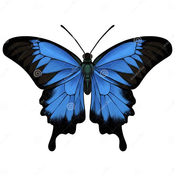 Illustration of Blue Ulysses Swallowtail Butterfly (Papilio Ulysses) in ...