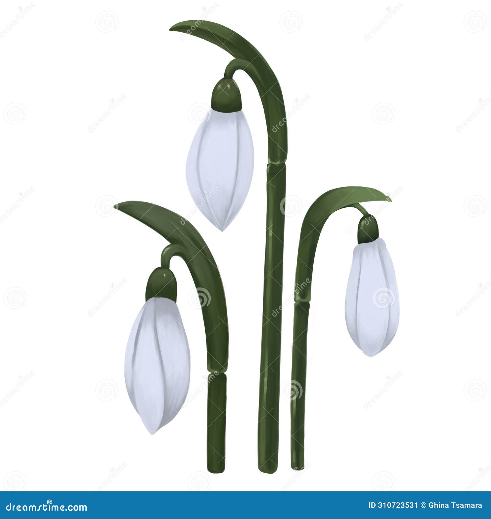 Botanical Illustrations Snowdrop (Galanthus Nivalis) Stock Illustration ...