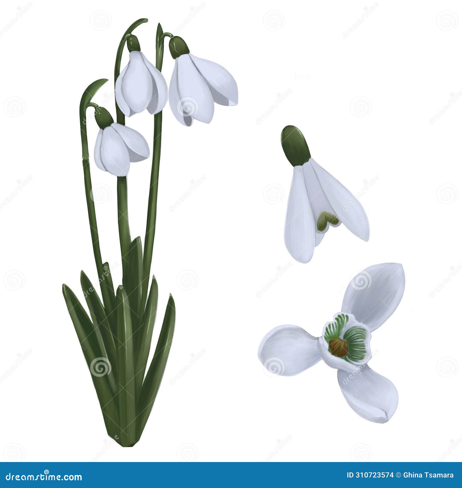 January Flower Snowdrop Set Stock Illustration - Illustration of ...