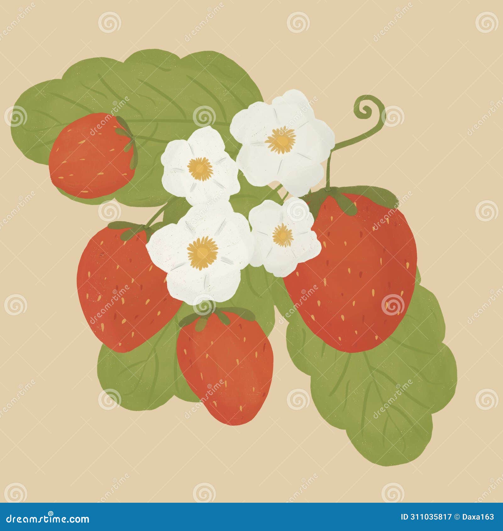 Strawberry --tropical Food of Summer and Symbol of Love and Innocence ...