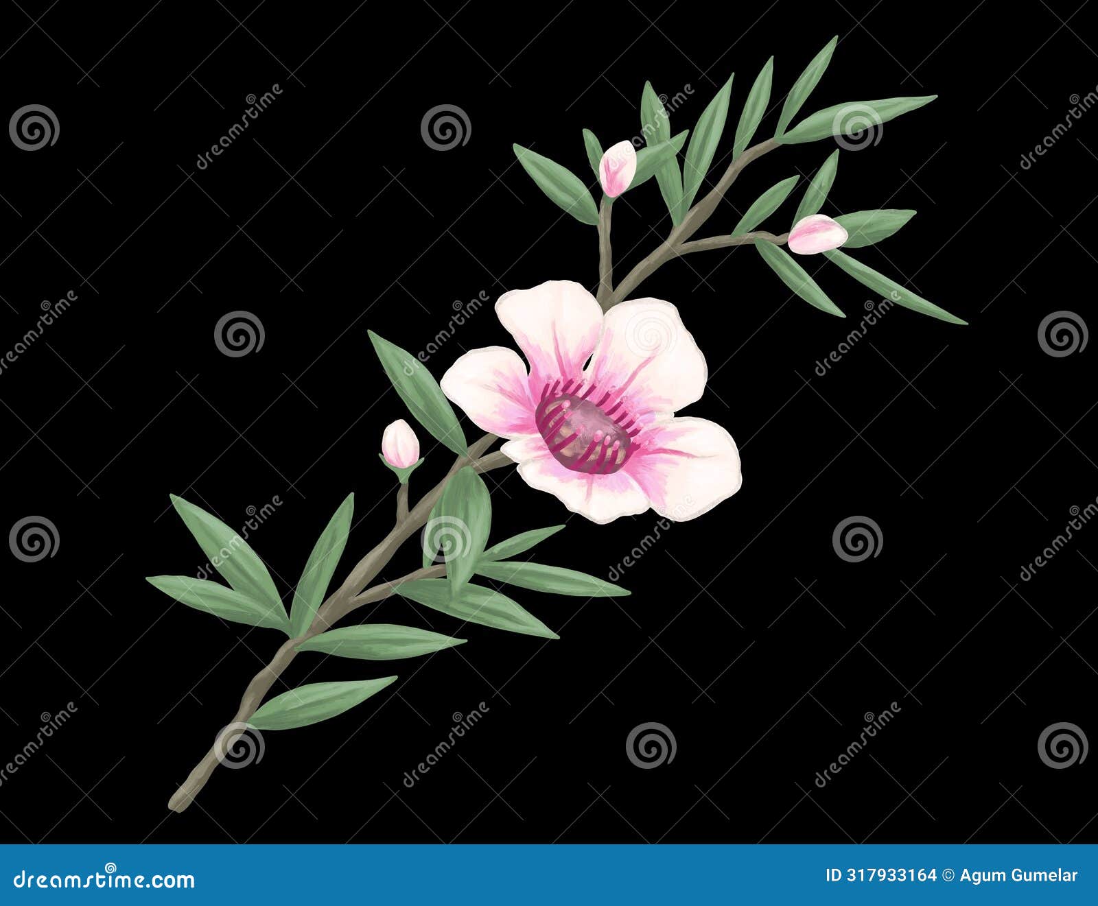 Manuka Flower Botanical Painting Illustration Stock Photo ...
