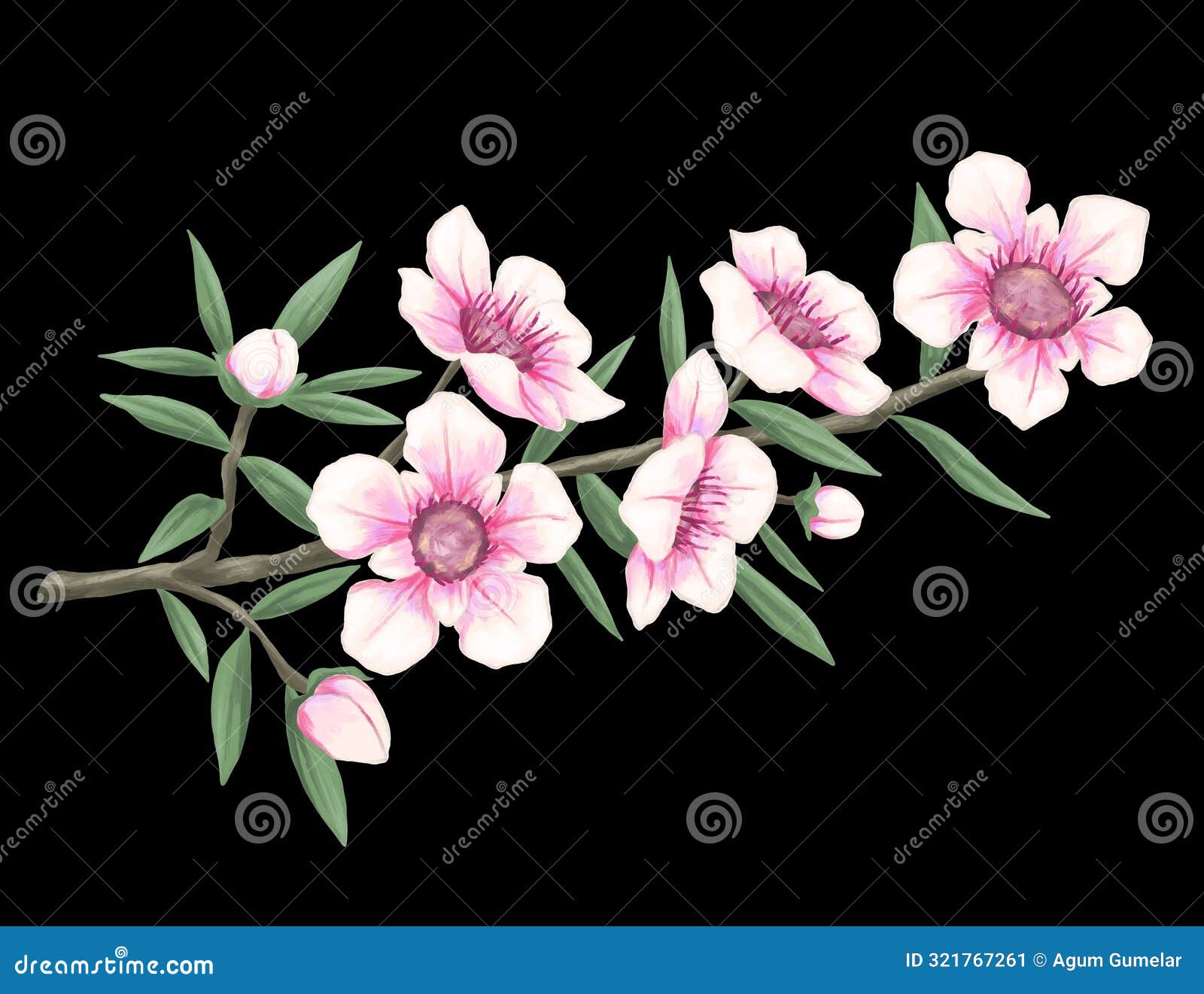 Manuka Flower Botanical Painting Illustration Stock Image ...