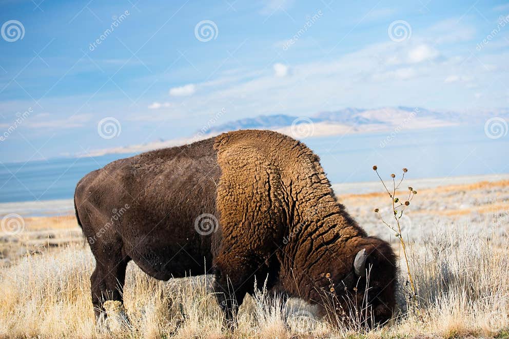 Untamed Majesty: 4K Image of a Wild Buffalo Herd Roaming Free in Their Natural Habitat Stock ...