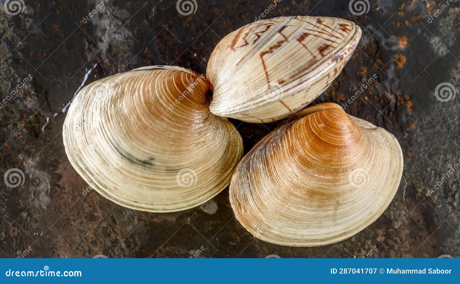 Ocean S Treasure: Exquisite Top-Down Closeup of a Fresh Clam, Revealing ...