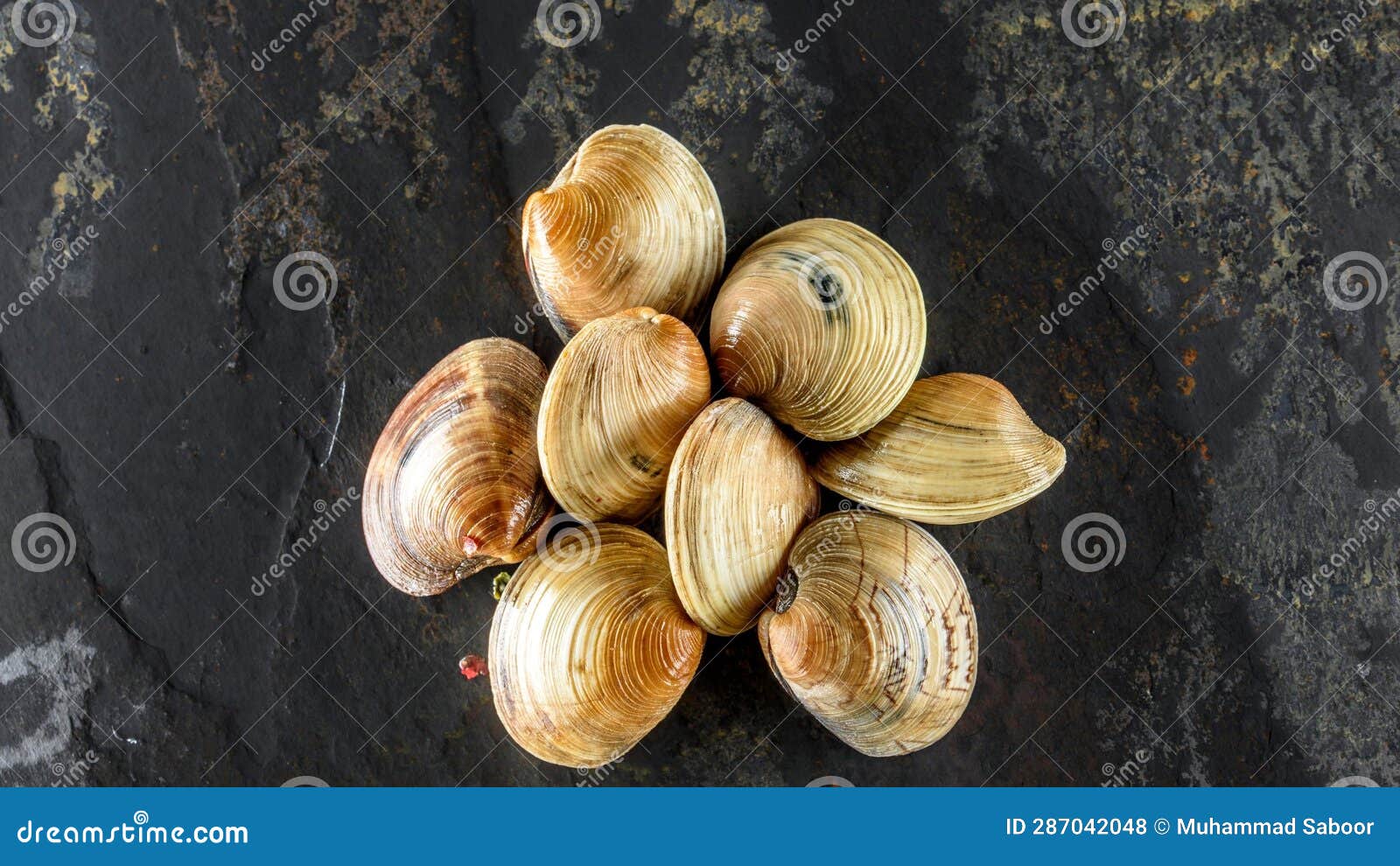 Ocean S Treasure: Exquisite Top-Down Closeup of a Fresh Clam, Revealing ...