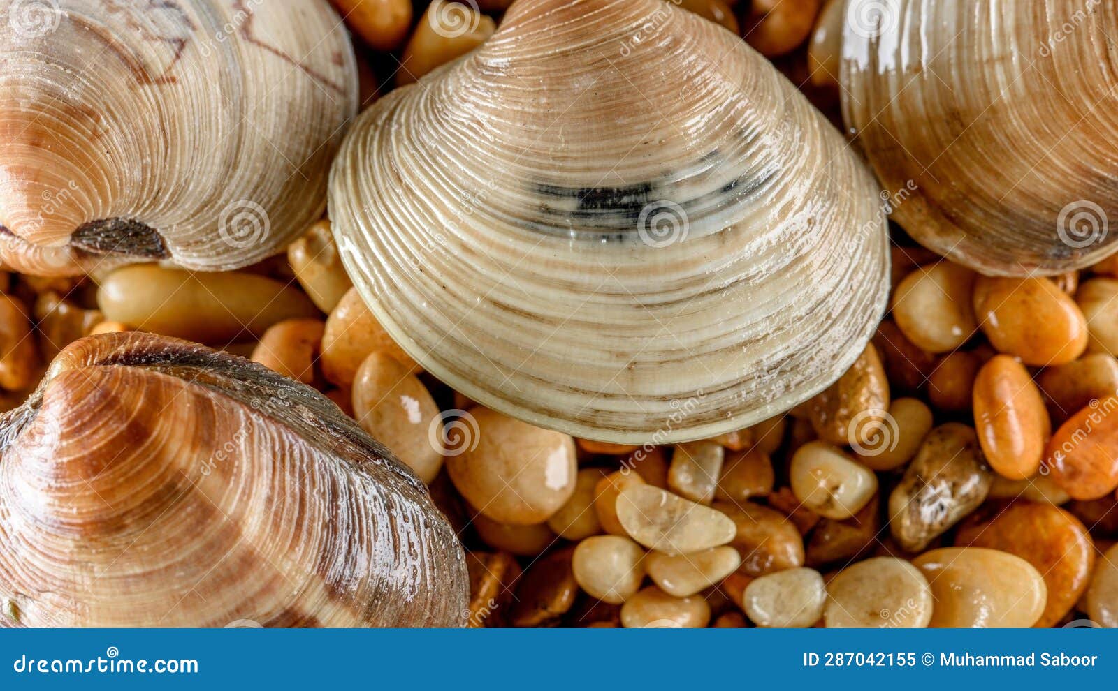 Ocean S Treasure: Exquisite Top-Down Closeup of a Fresh Clam, Revealing ...