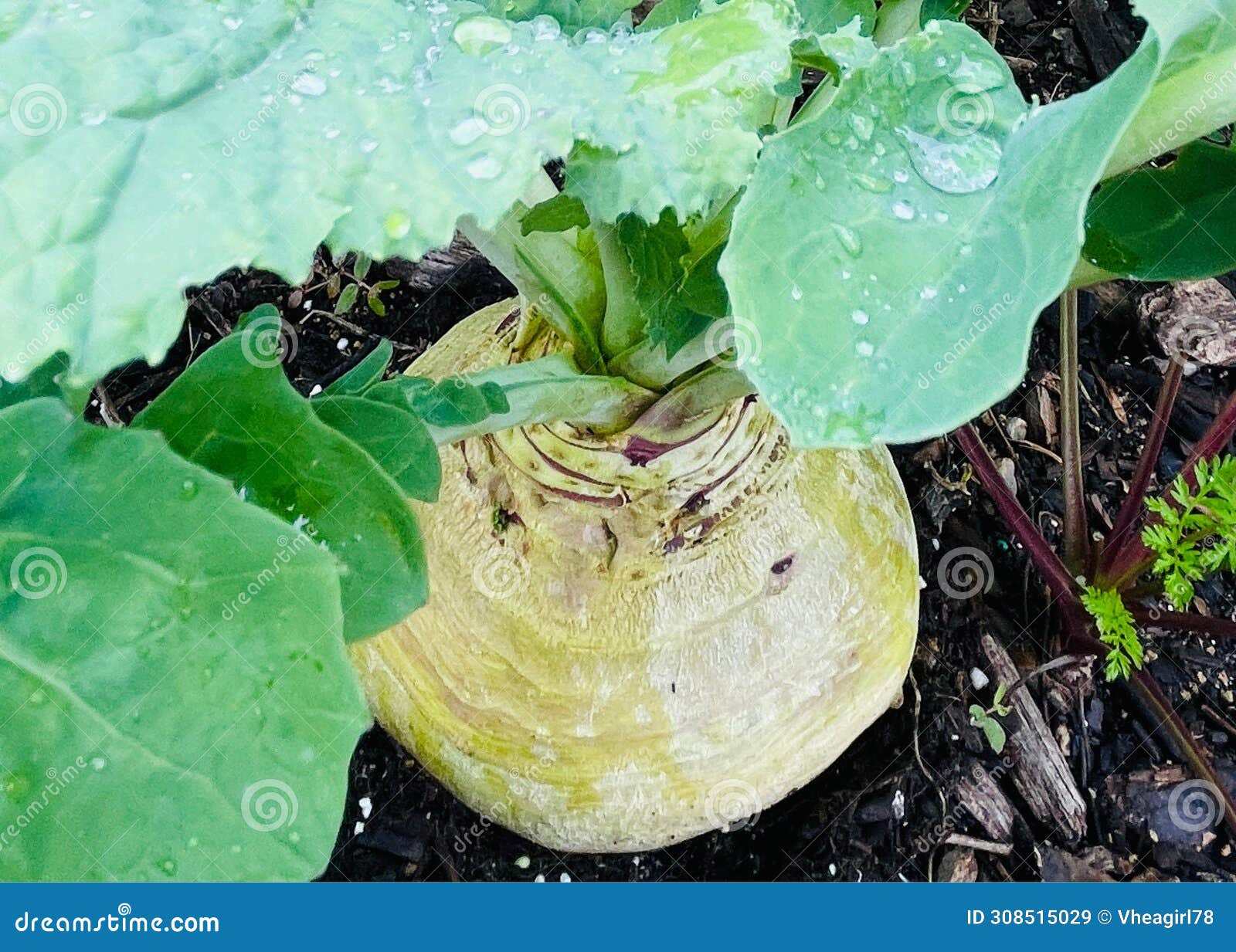 White Radish Head Showing and Water Droplets Stock Image - Image of ...