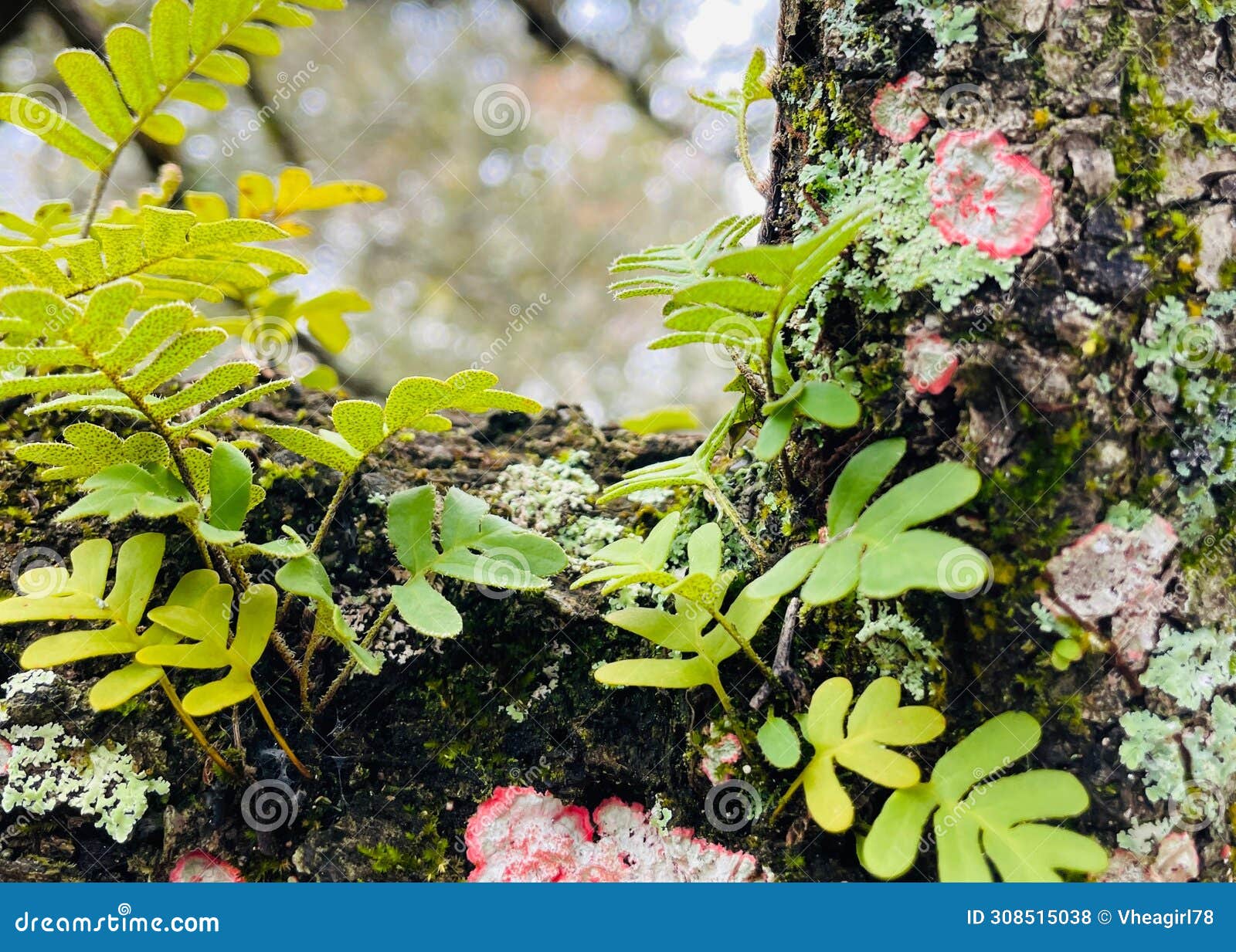 Great Background Image of the Very Tiny Fern Growing. Stock Photo ...