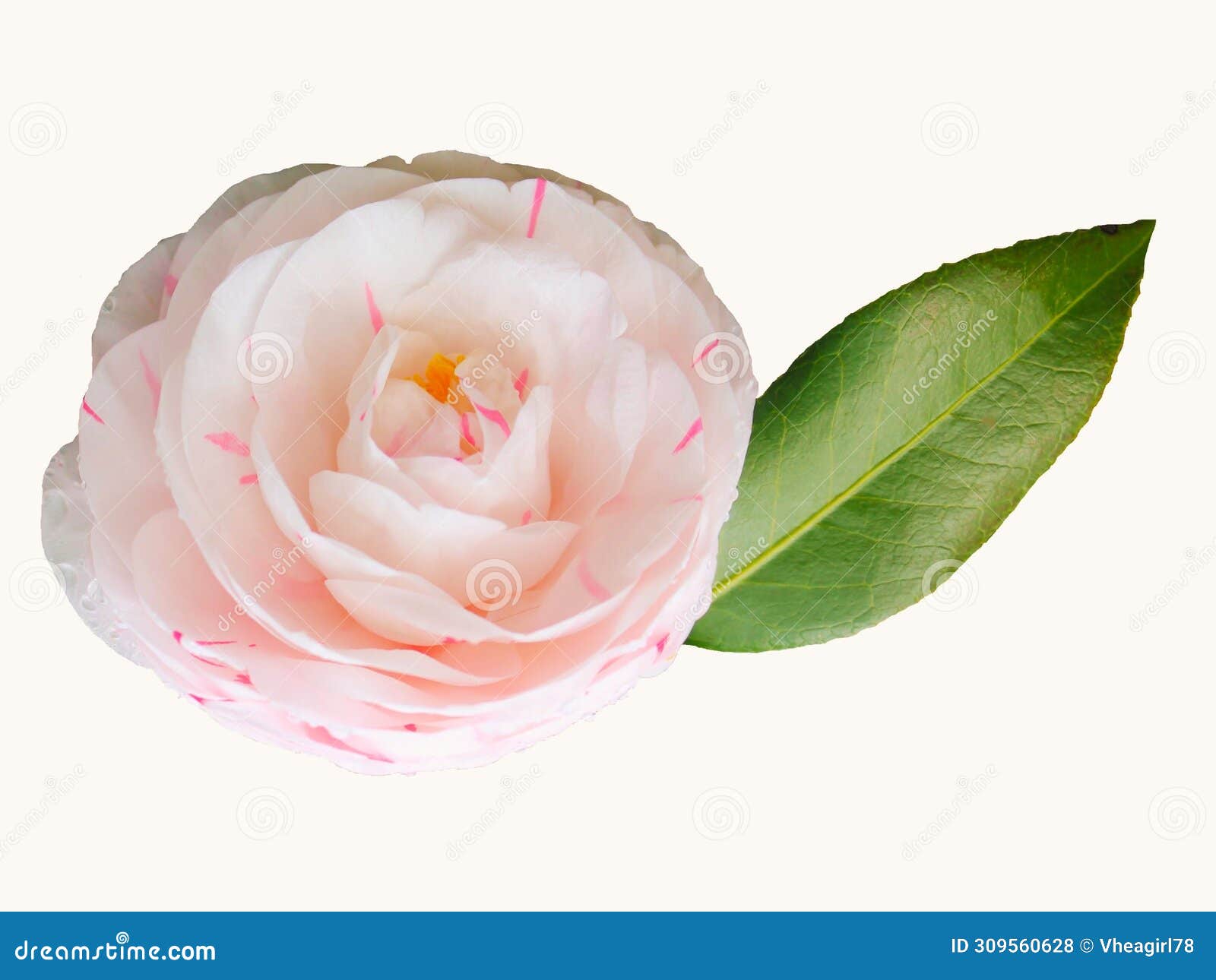 Pinkish White with Stipe of Pink Camellia Flower with a Leaf Attach on ...