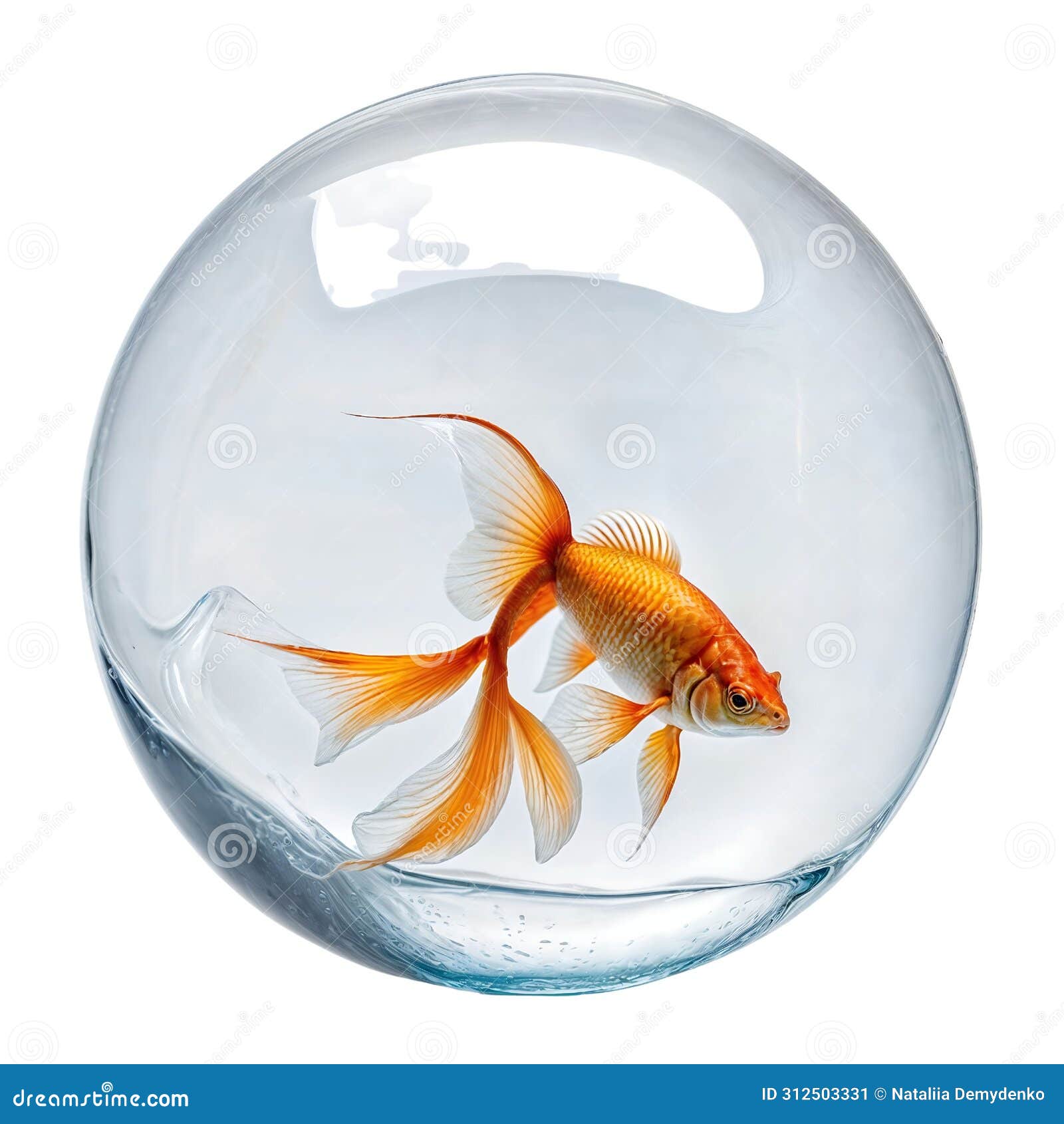 Goldfish Swims in a Glass Transparent Ball Stock Illustration ...