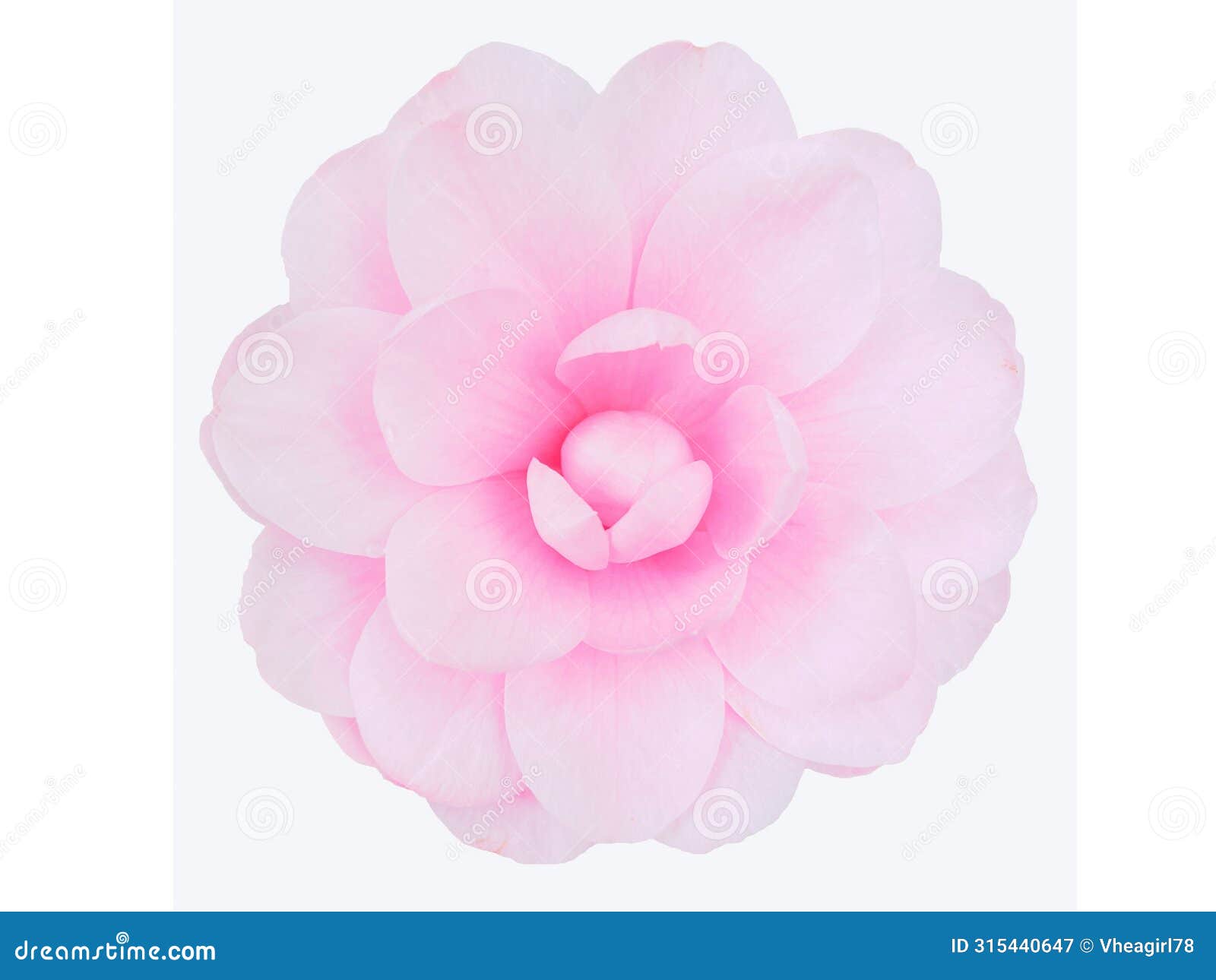Very Light Baby Pink Flower of the Camellia Sasanqua Japonica Stock ...