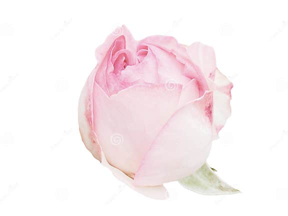 Baby Pink Rose Bud Flower Not Open Isolated in White Background Stock ...