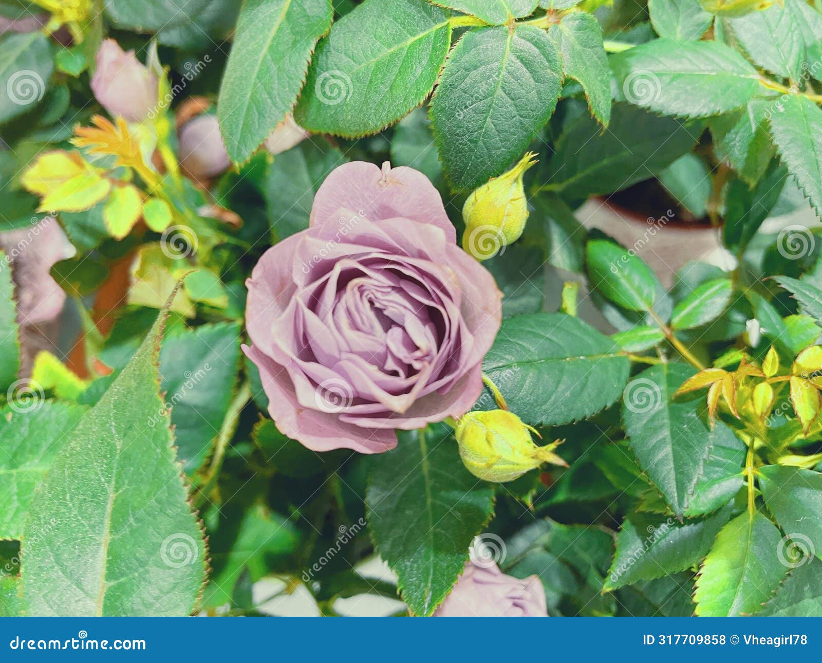 Pale Purple Rose Plant Photo Image Stock Photo - Image of flower, leaf ...