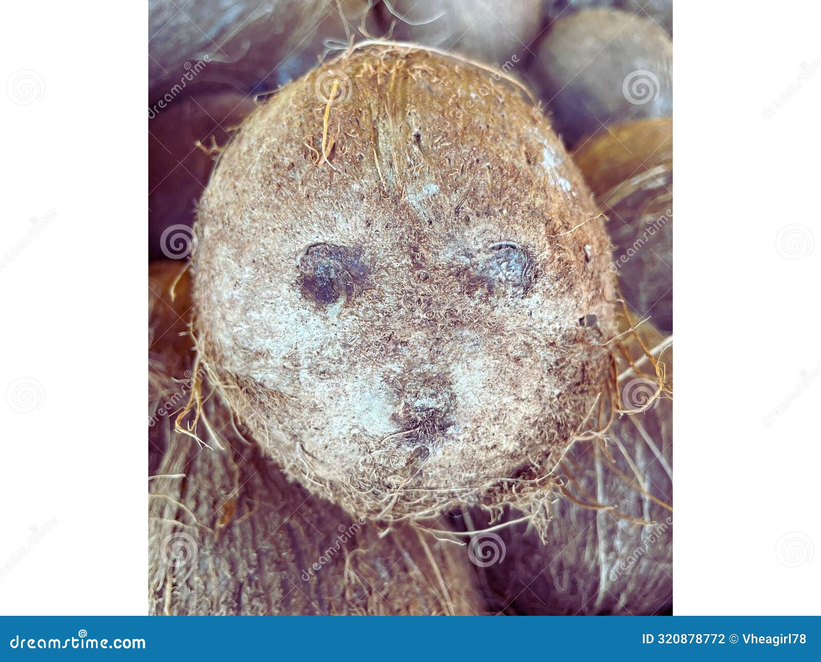 A Whole Coconut without the Husk Cover Tropical Fruit Stock Photo ...